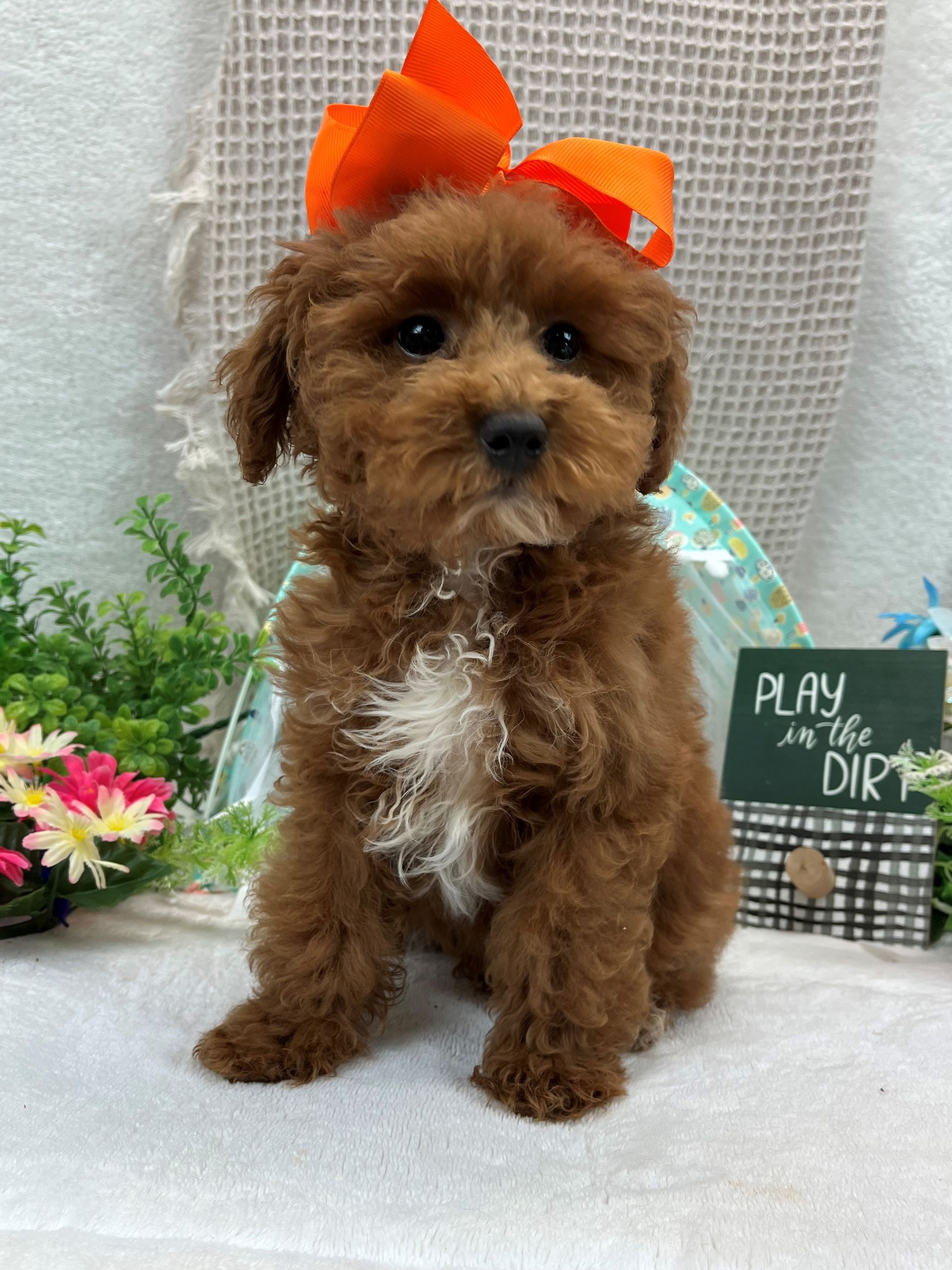 Mini Poodle Puppies, Miniature Poodle Puppies | Mini Poodles & Doodles