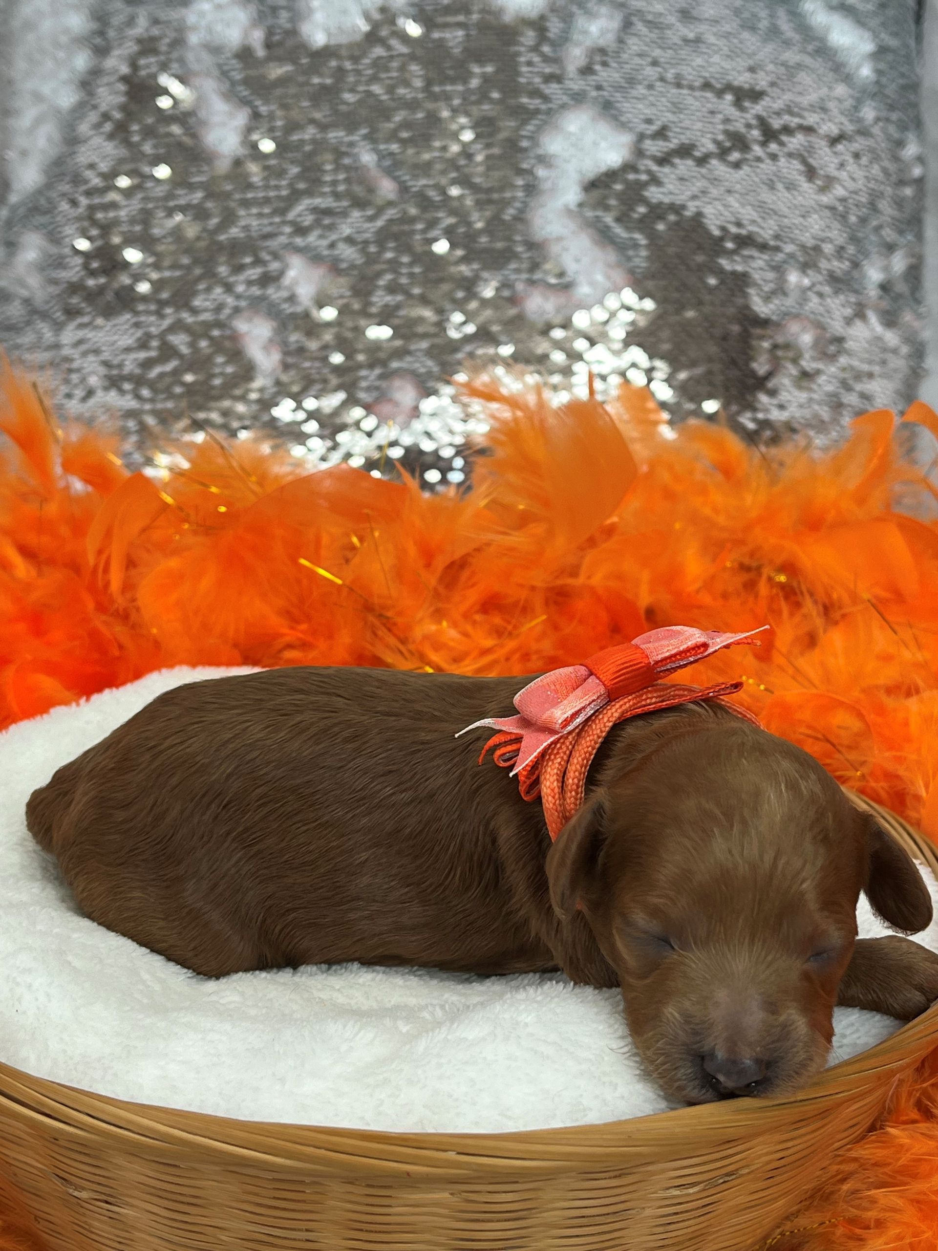 Mini Poodle Puppies, Miniature Poodle Puppies | Mini Poodles & Doodles