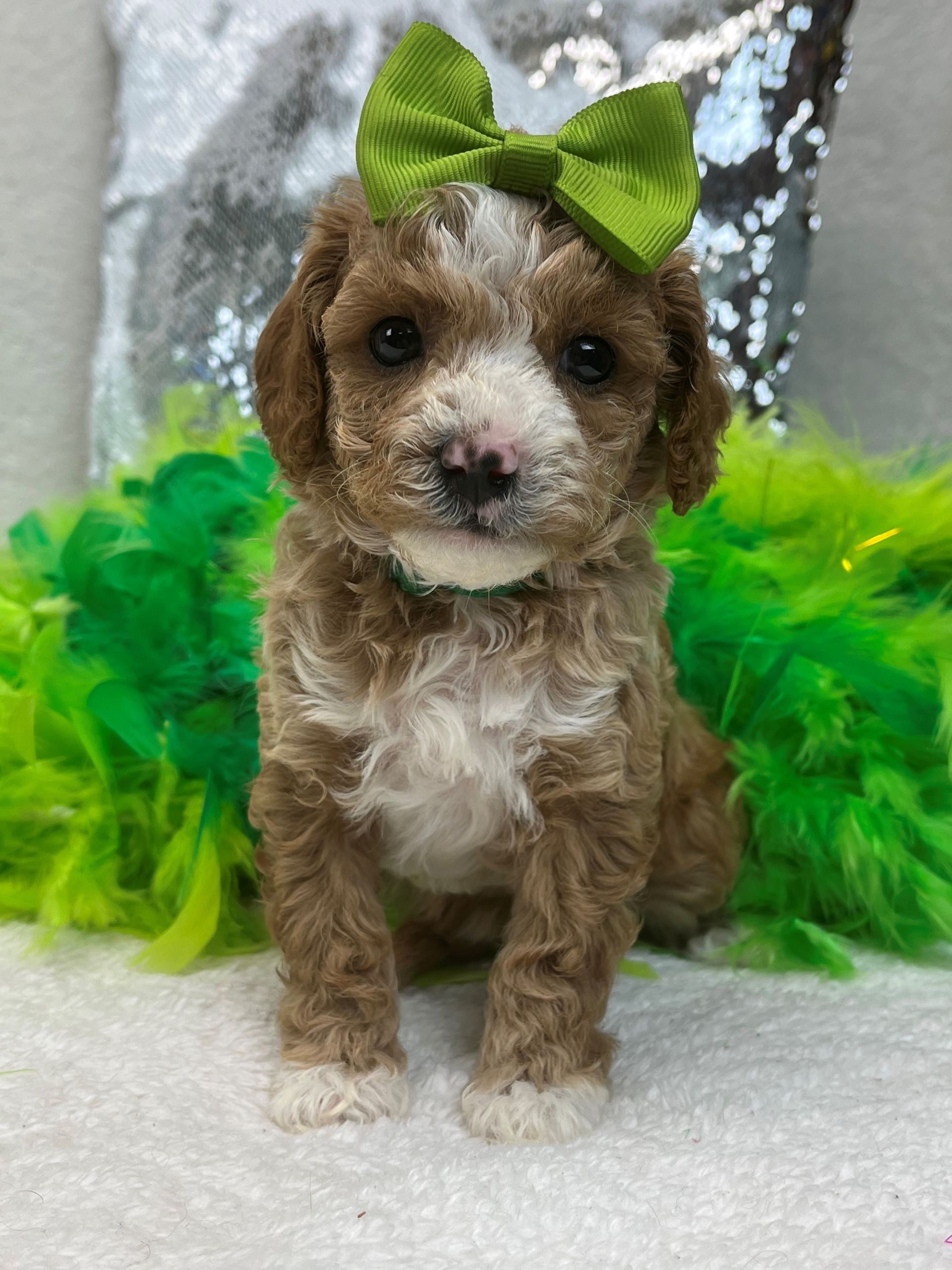 Cavapoo & Aussiedoodle Puppies | Mini Poodles & Doodles