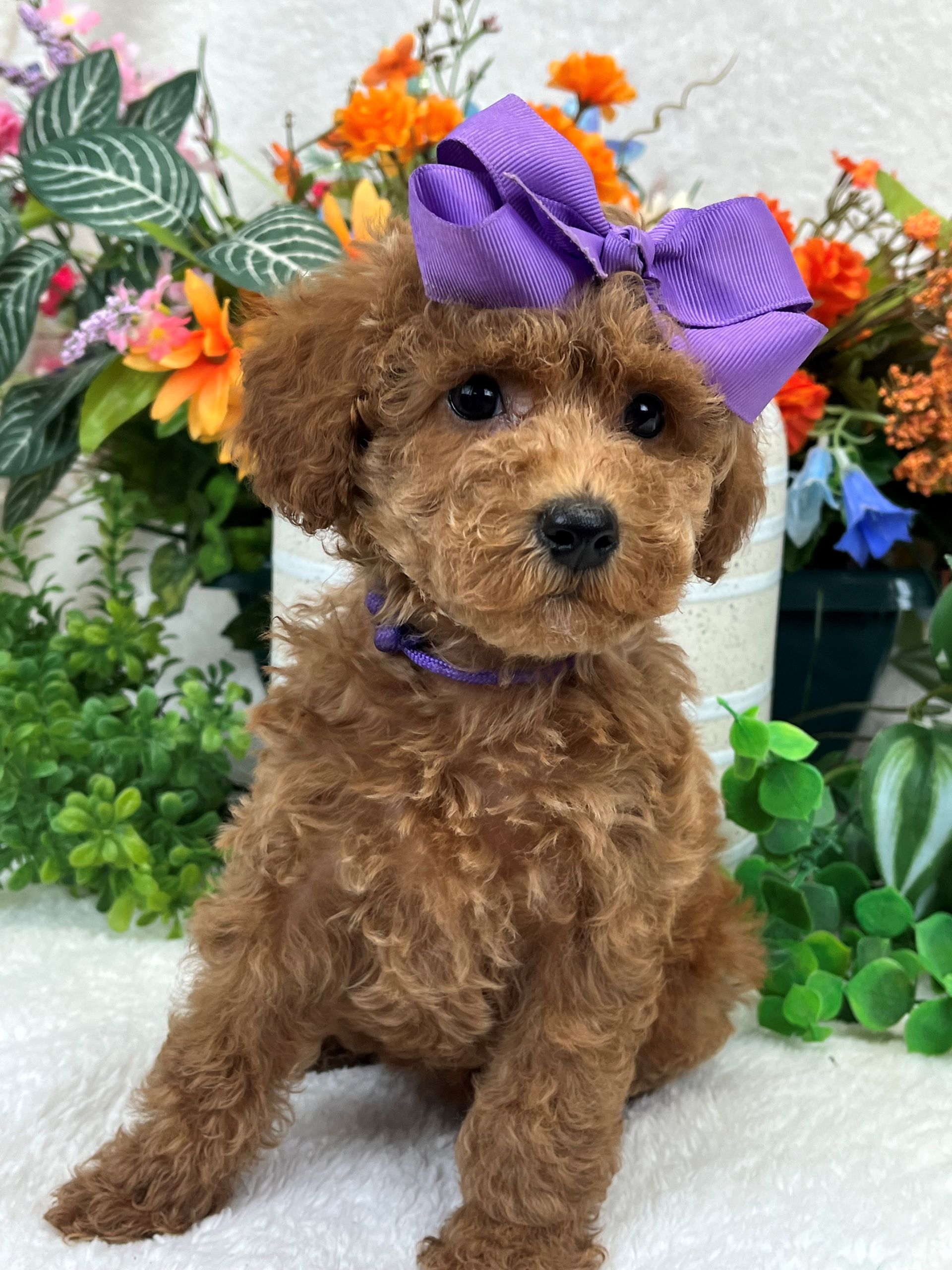Mini Poodle Puppies, Miniature Poodle Puppies | Mini Poodles & Doodles