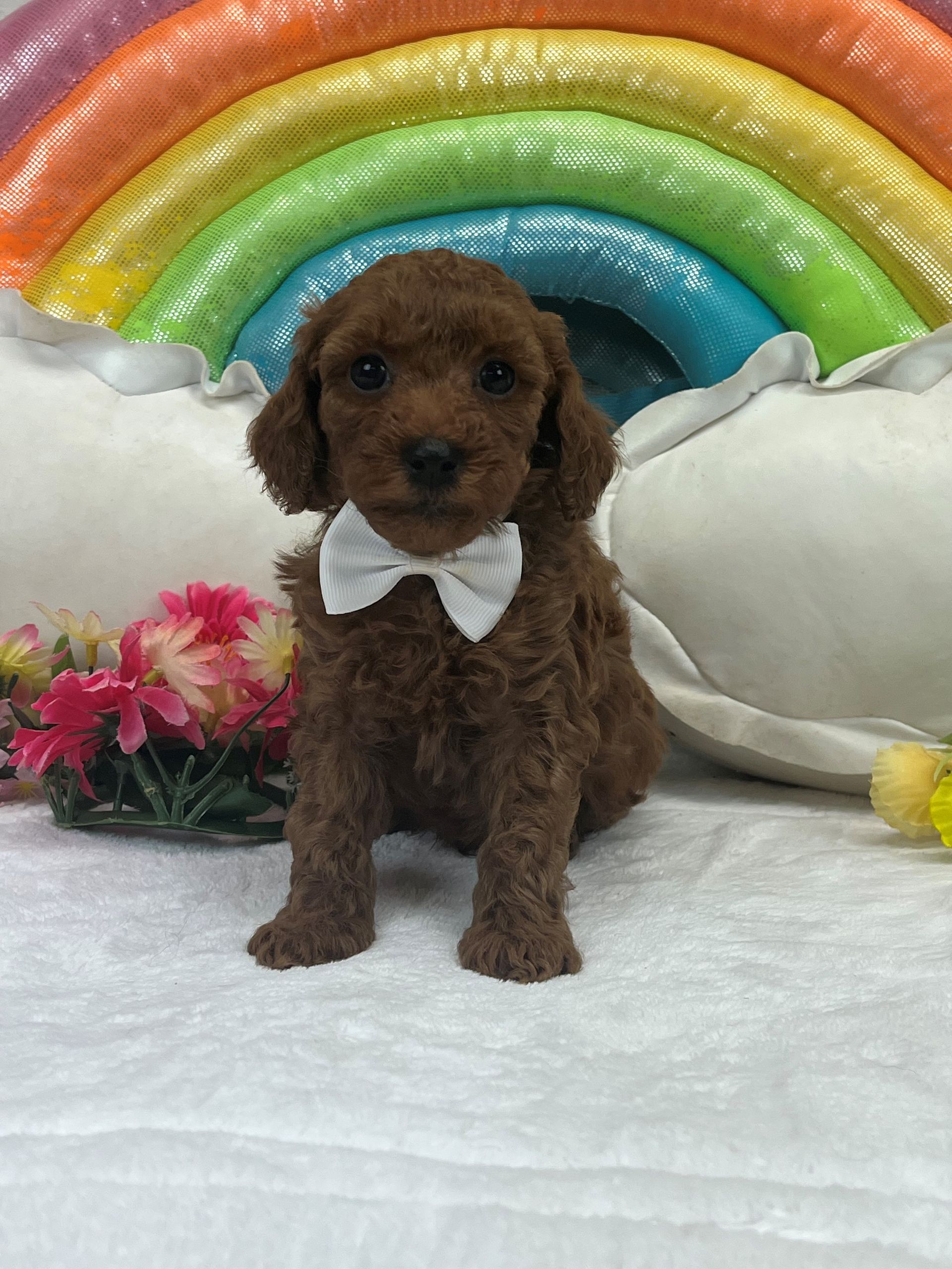 Mini Poodle Puppies, Miniature Poodle Puppies | Mini Poodles & Doodles