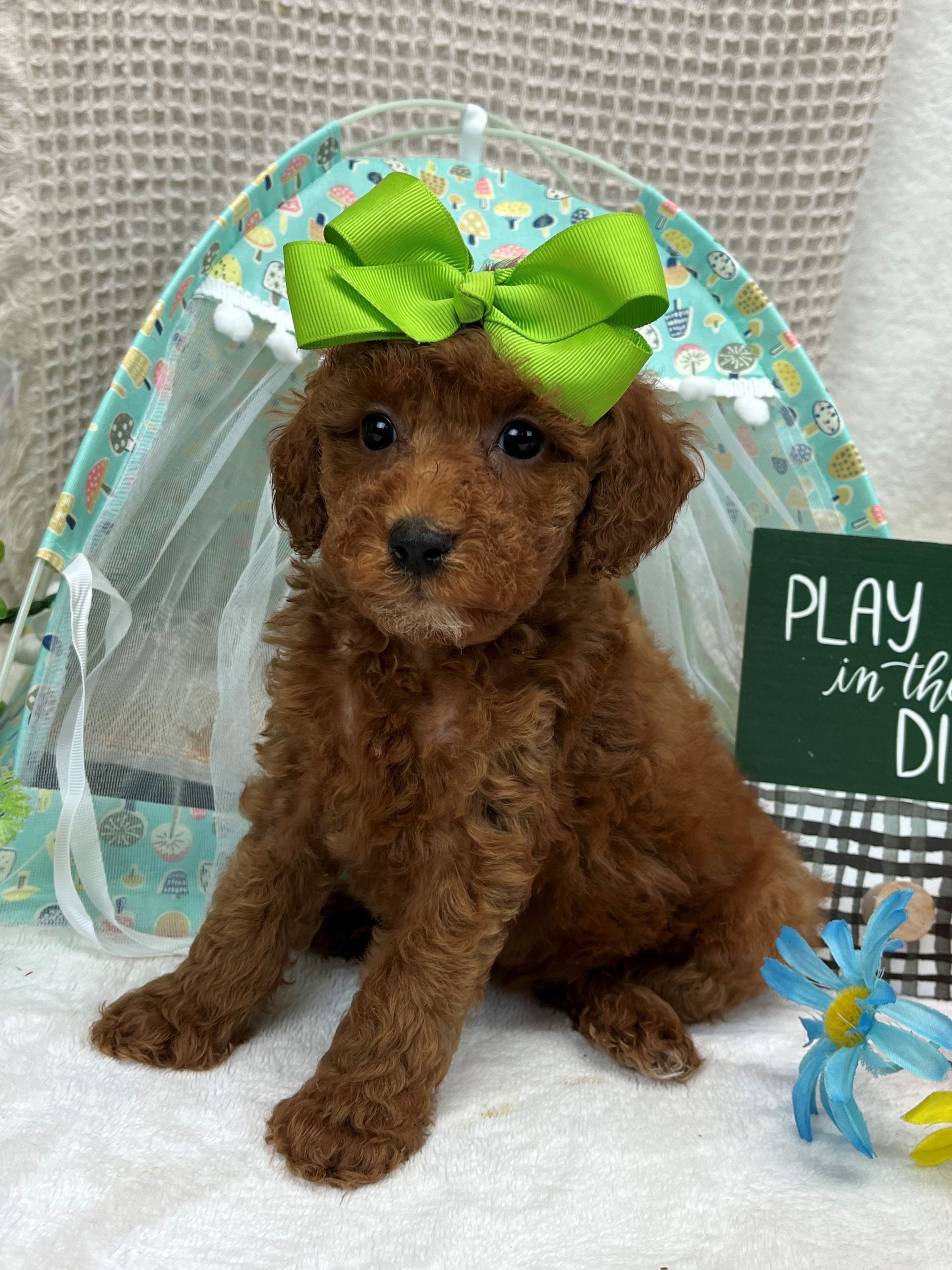 Mini Poodle Puppies, Miniature Poodle Puppies | Mini Poodles & Doodles