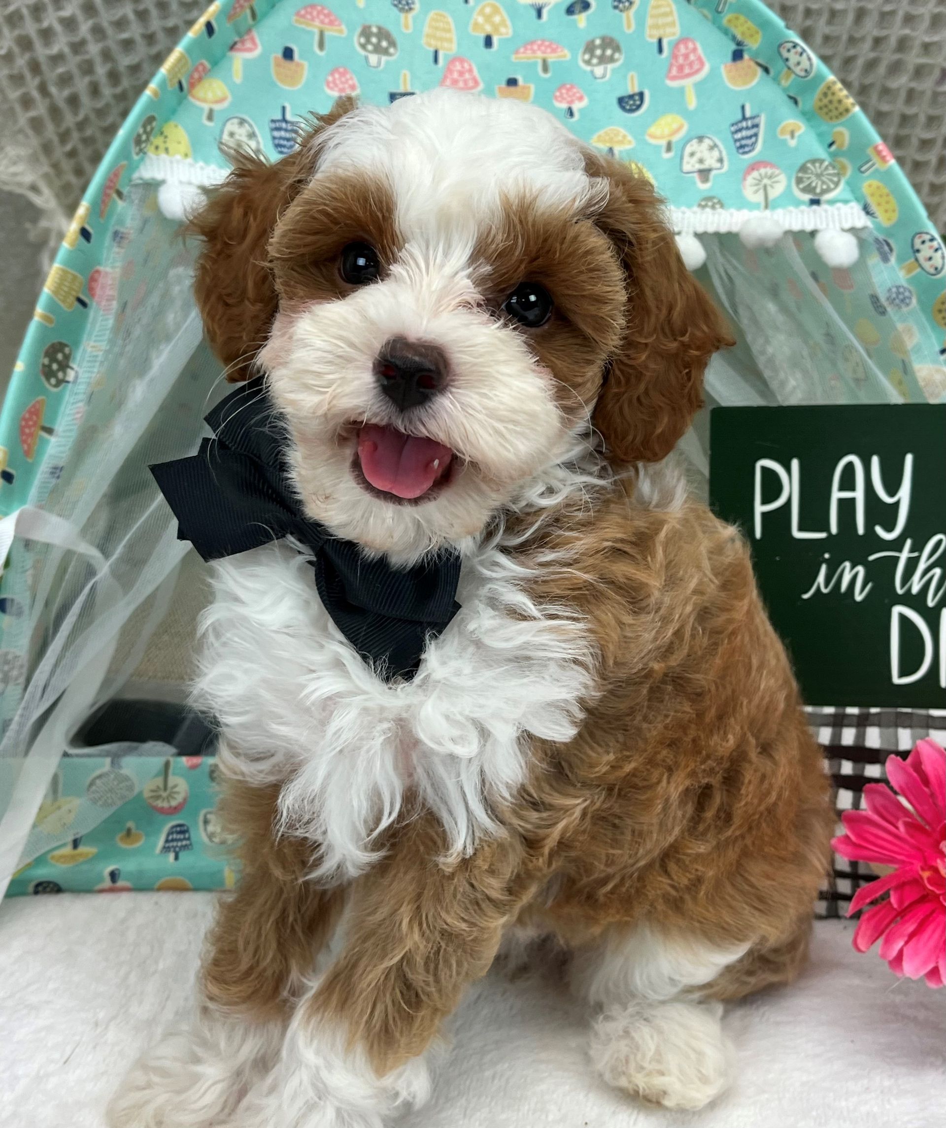 Cavapoo & Aussiedoodle Puppies | Mini Poodles & Doodles