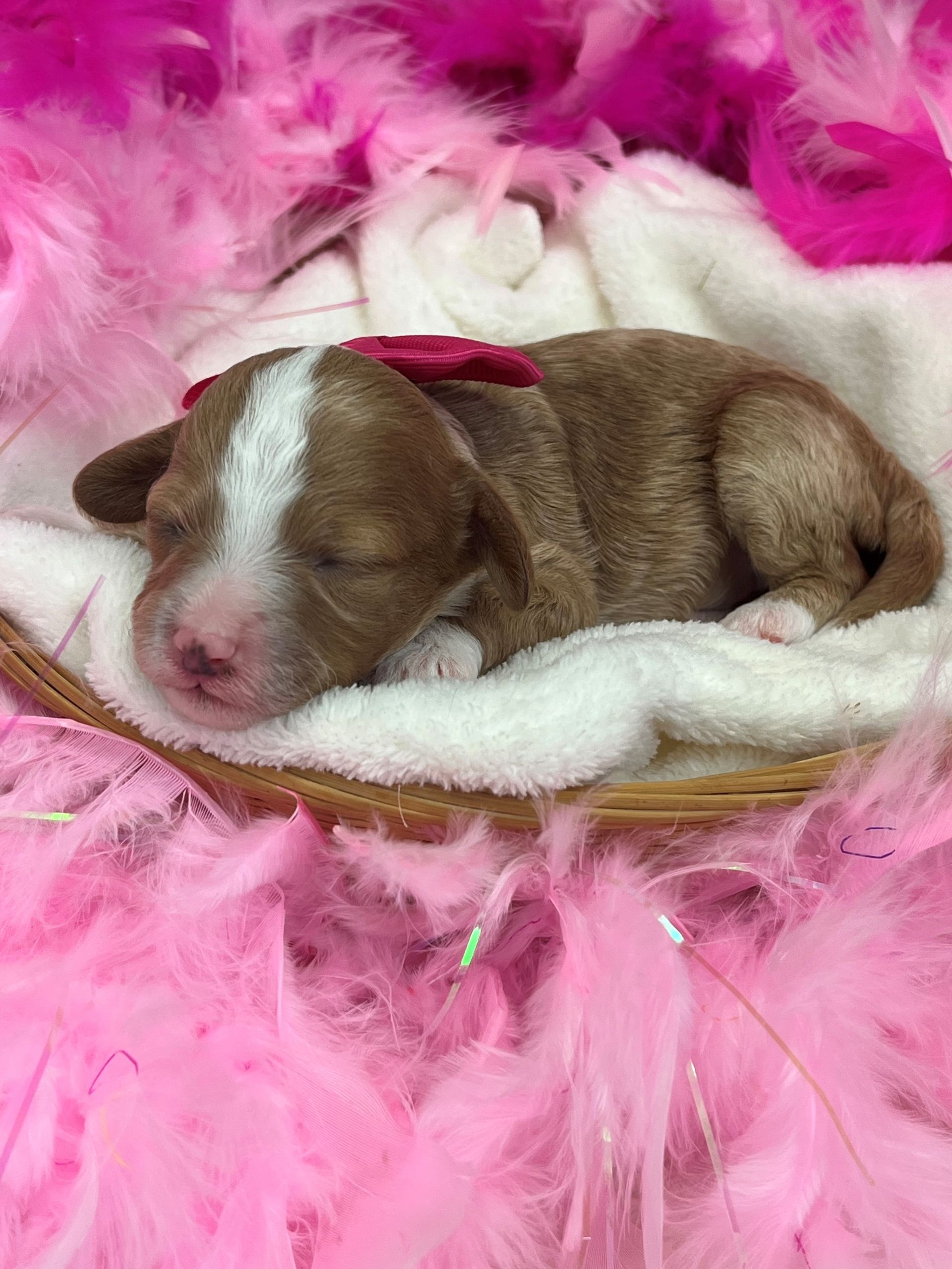 Cavapoo & Aussiedoodle Puppies | Mini Poodles & Doodles