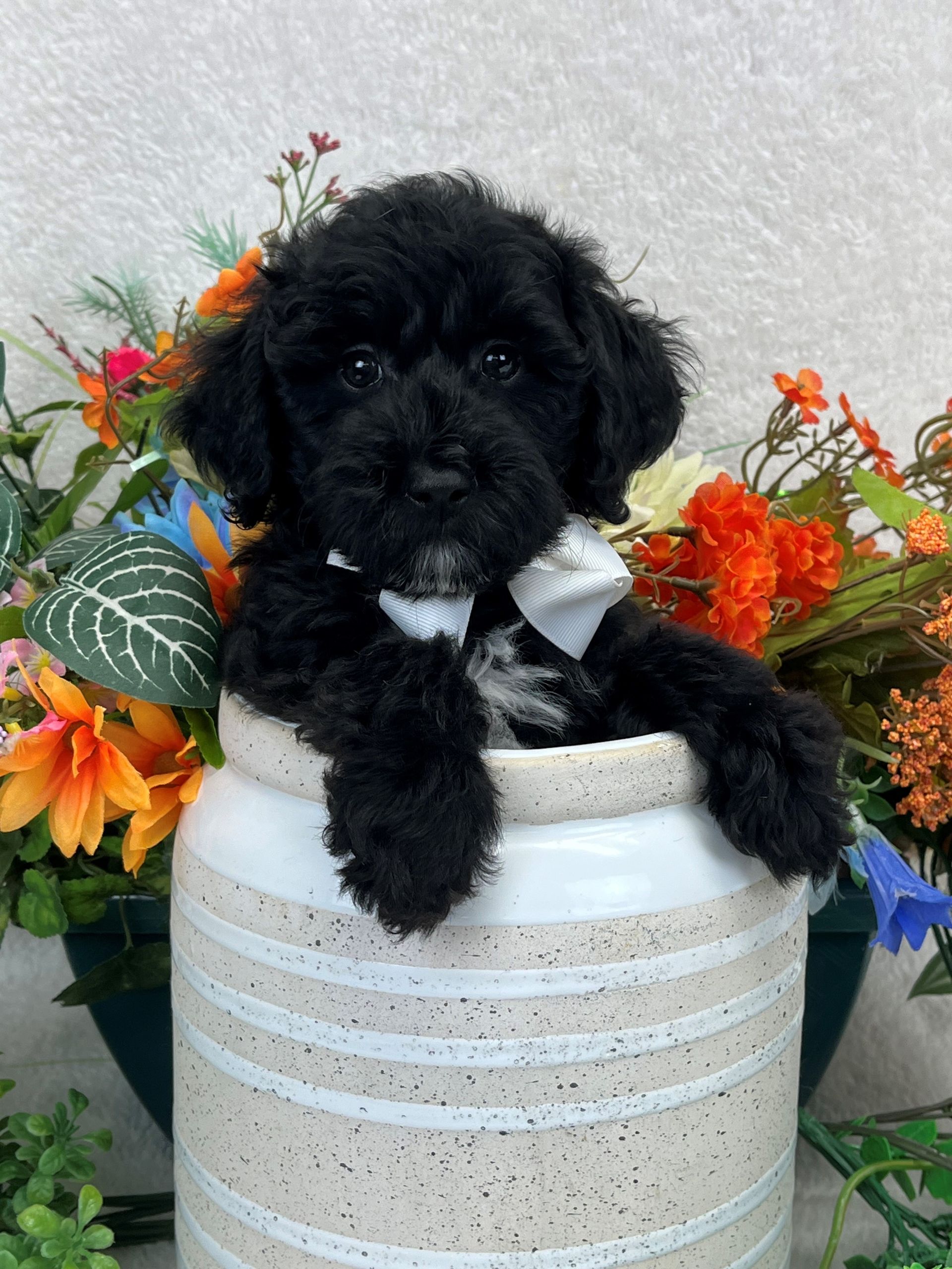 Mini Poodle Puppies, Miniature Poodle Puppies | Mini Poodles & Doodles