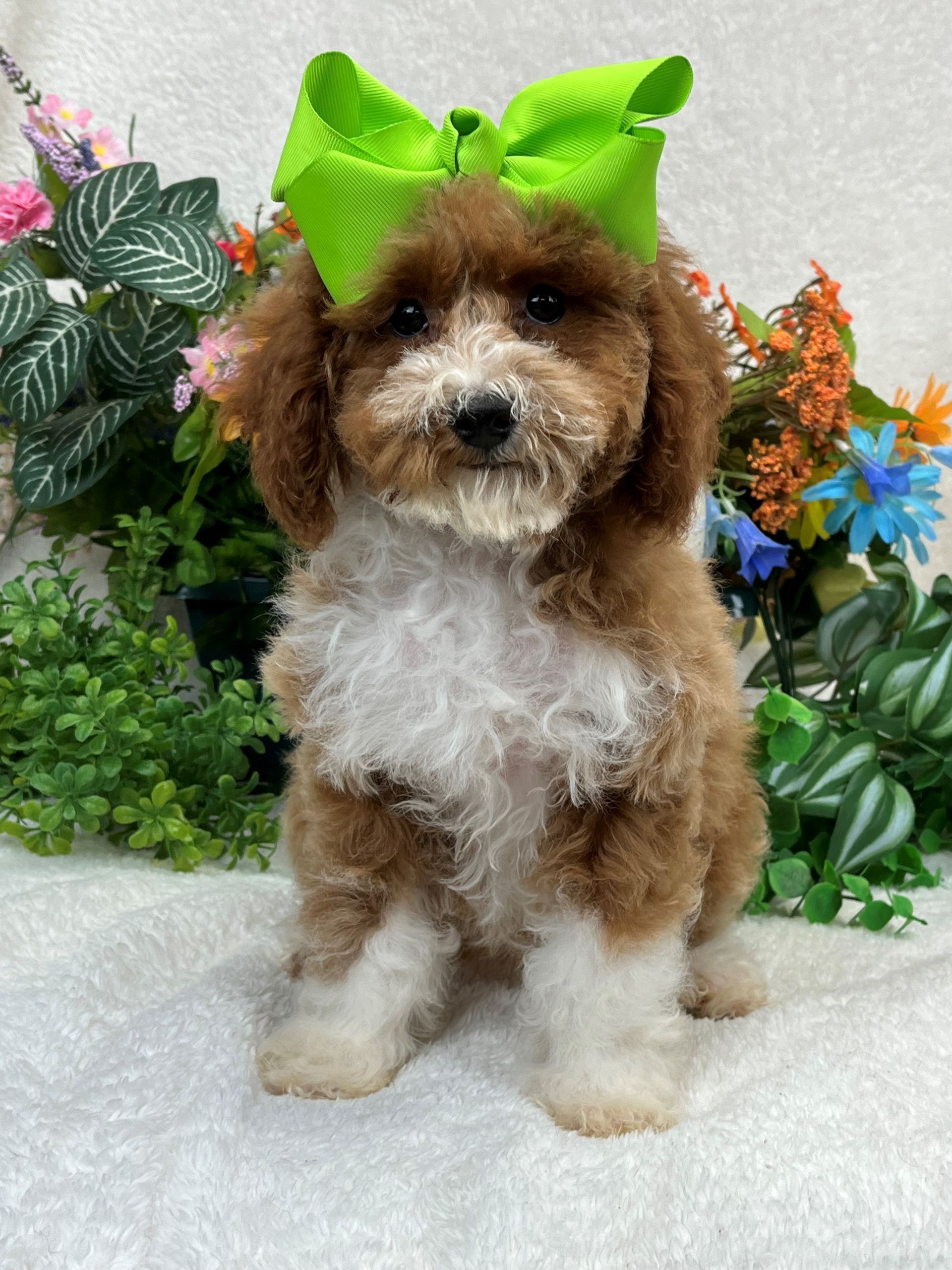 Mini Poodle Puppies, Miniature Poodle Puppies | Mini Poodles & Doodles