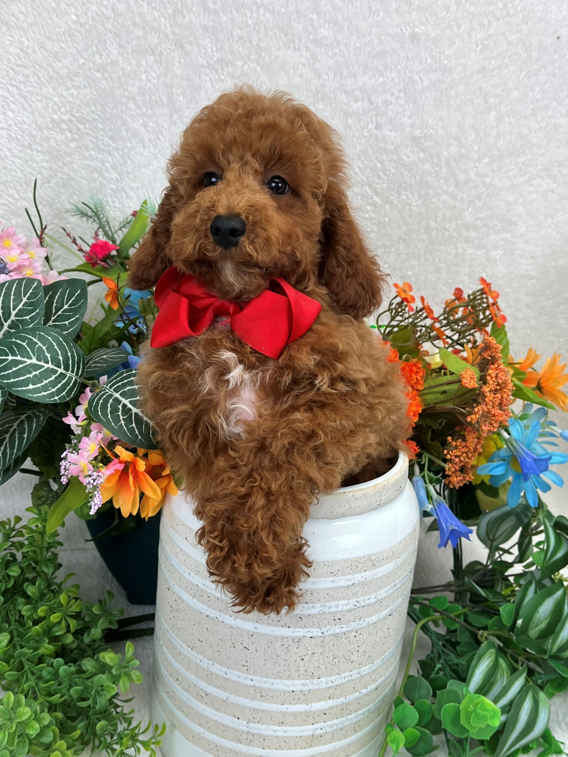 Mini Poodle Puppies, Miniature Poodle Puppies | Mini Poodles & Doodles
