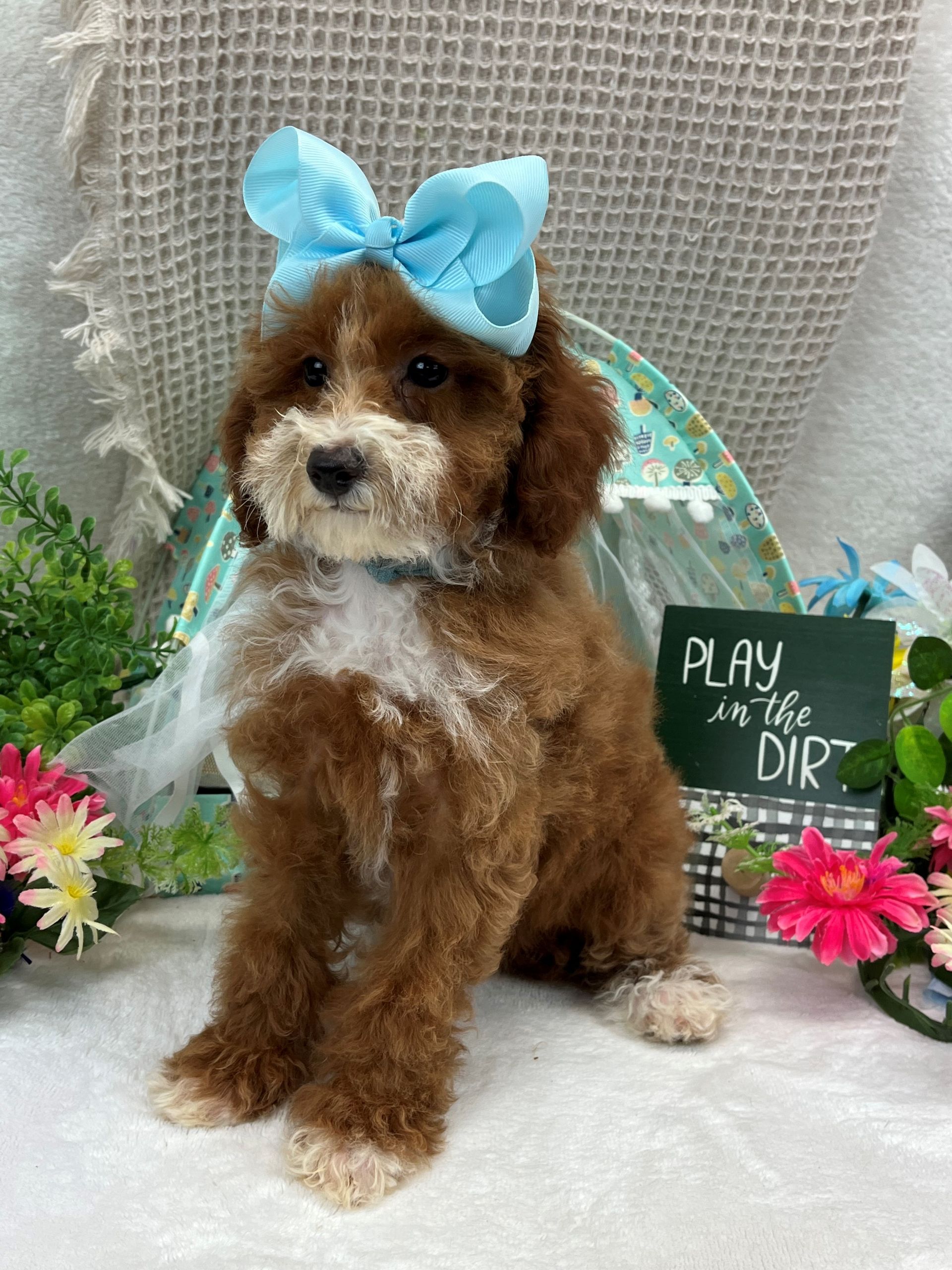 Mini Poodle Puppies, Miniature Poodle Puppies | Mini Poodles & Doodles