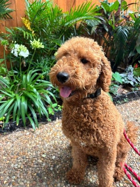 Mini Poodle Puppies, Miniature Poodle Puppies | Mini Poodles & Doodles