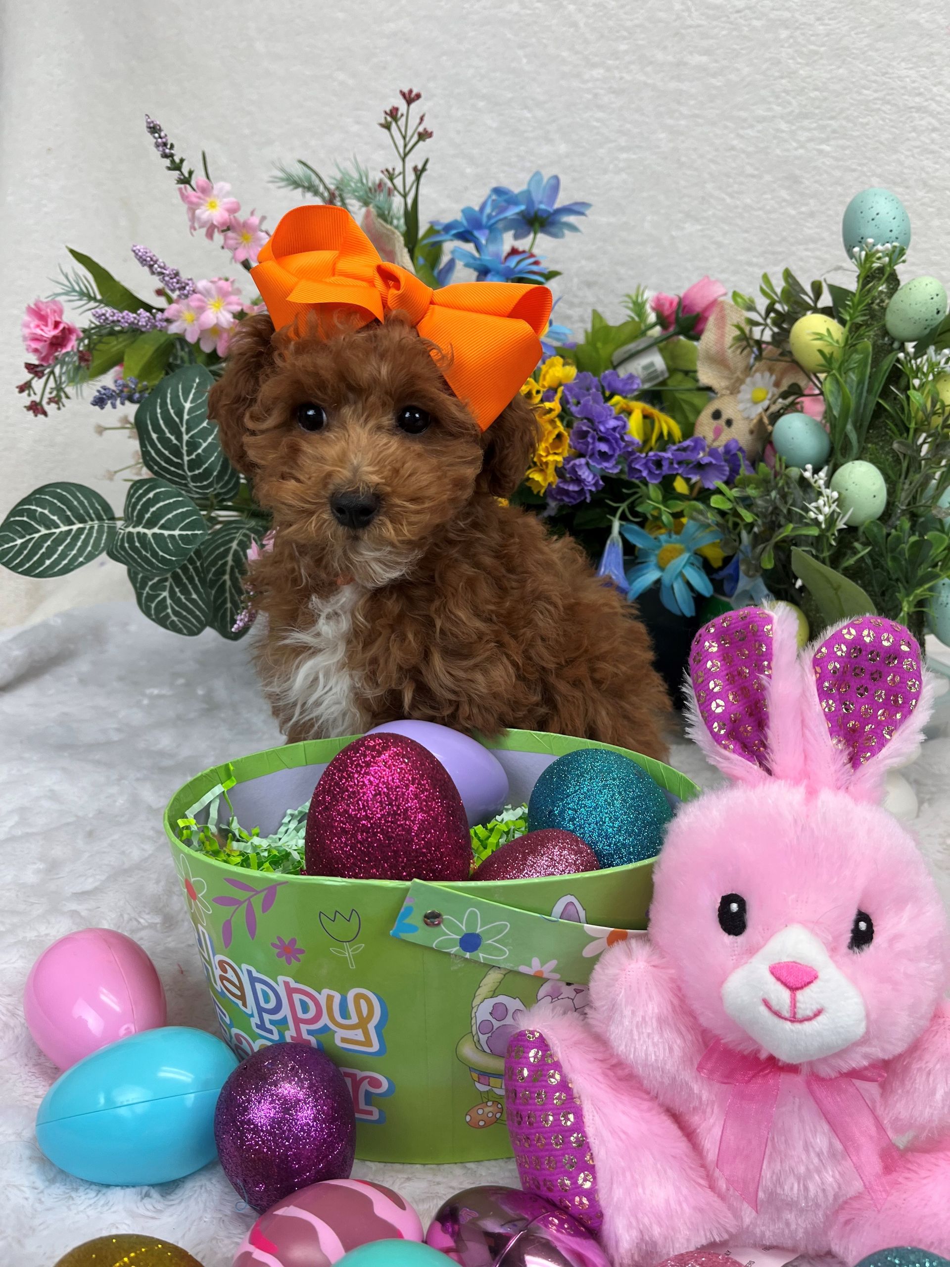 Mini Poodle Puppies, Miniature Poodle Puppies | Mini Poodles & Doodles