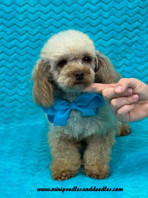 Mini Poodle Puppies, Miniature Poodle Puppies | Mini Poodles & Doodles