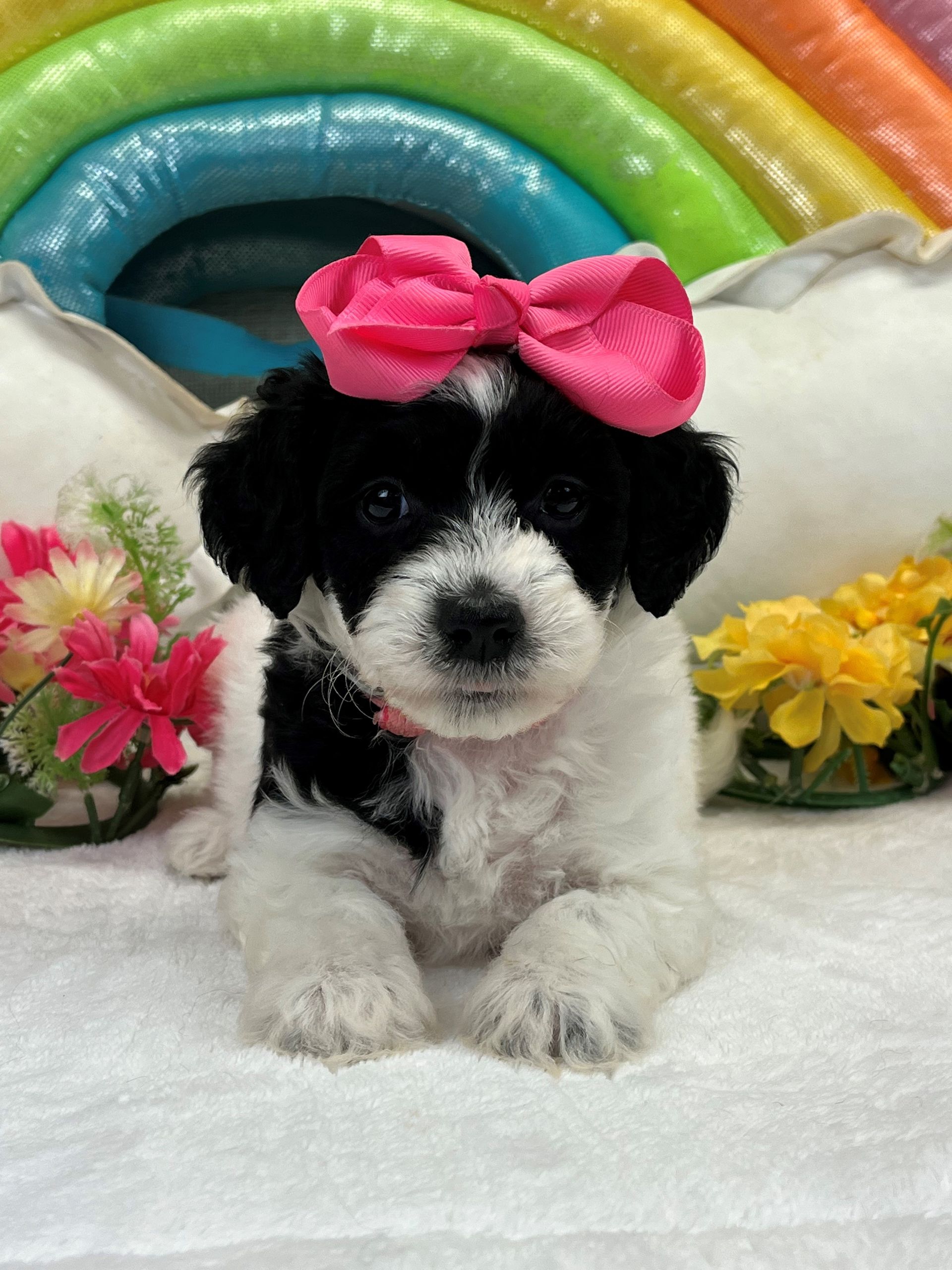 Mini Poodle Puppies, Miniature Poodle Puppies | Mini Poodles & Doodles