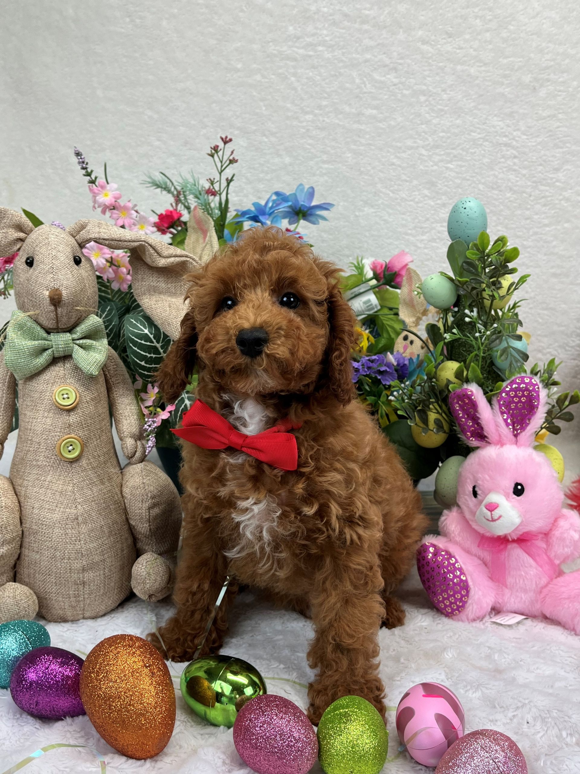 Mini Poodle Puppies, Miniature Poodle Puppies | Mini Poodles & Doodles