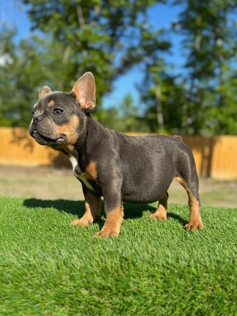 Frenchie Puppies | Raleigh, NC | Montgomery Frenchies