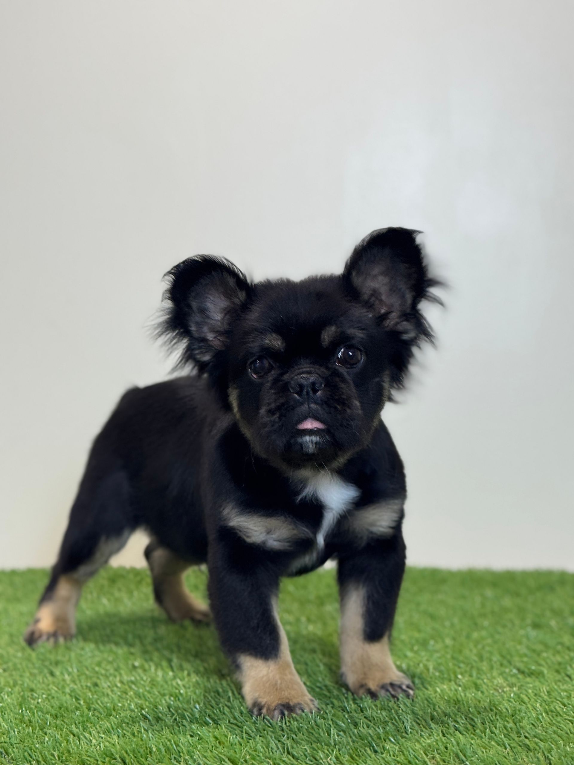 Frenchie Puppies | Raleigh, NC | Montgomery Frenchies