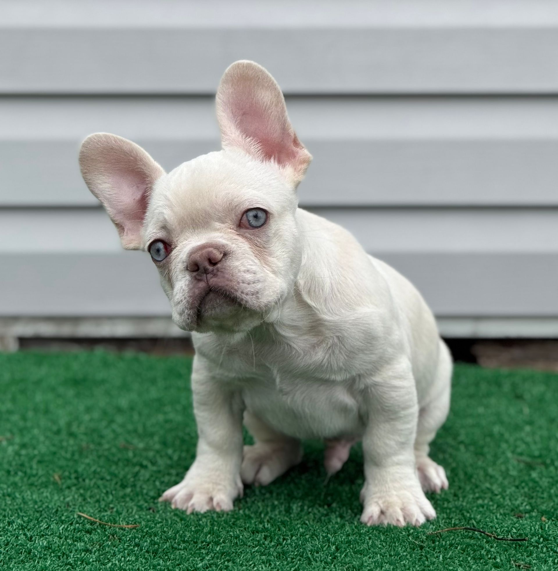 Frenchie Puppies | Raleigh, NC | Montgomery Frenchies