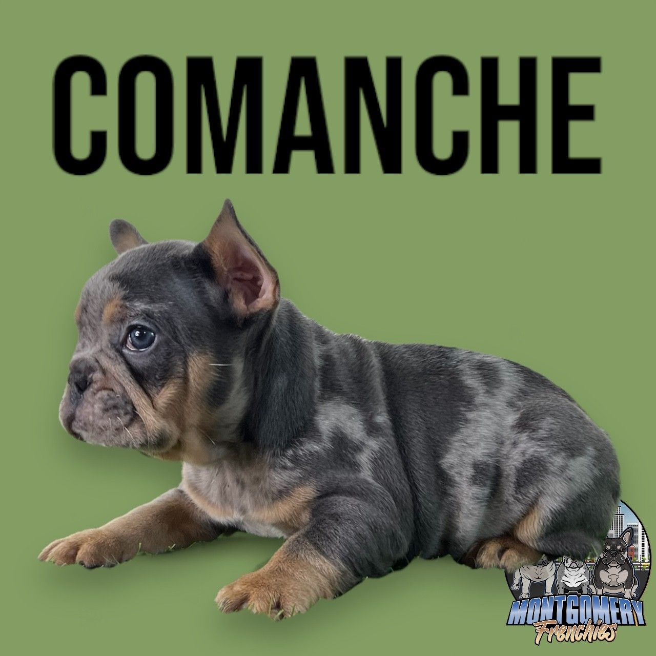 Frenchie Puppies | Raleigh, NC | Montgomery Frenchies