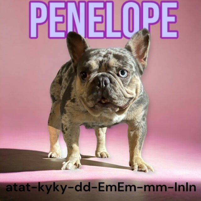 Frenchie Puppies | Raleigh, NC | Montgomery Frenchies