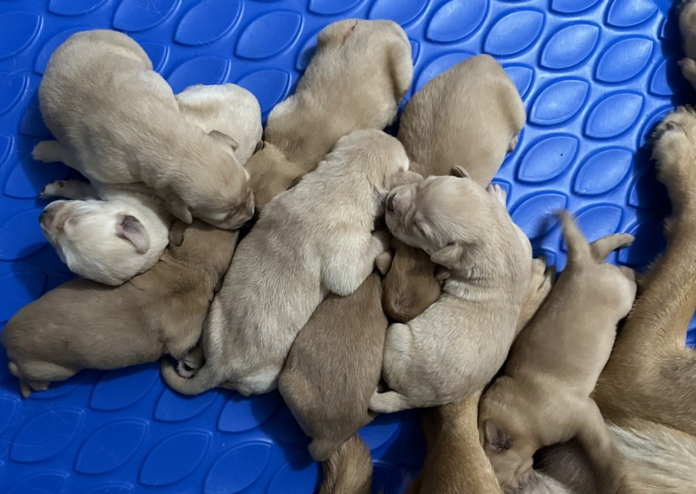 Lab Puppies | Spring Branch, TX | Seven Oaks Kennel