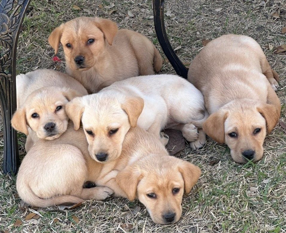 Lab Puppies | Spring Branch, TX | Seven Oaks Kennel