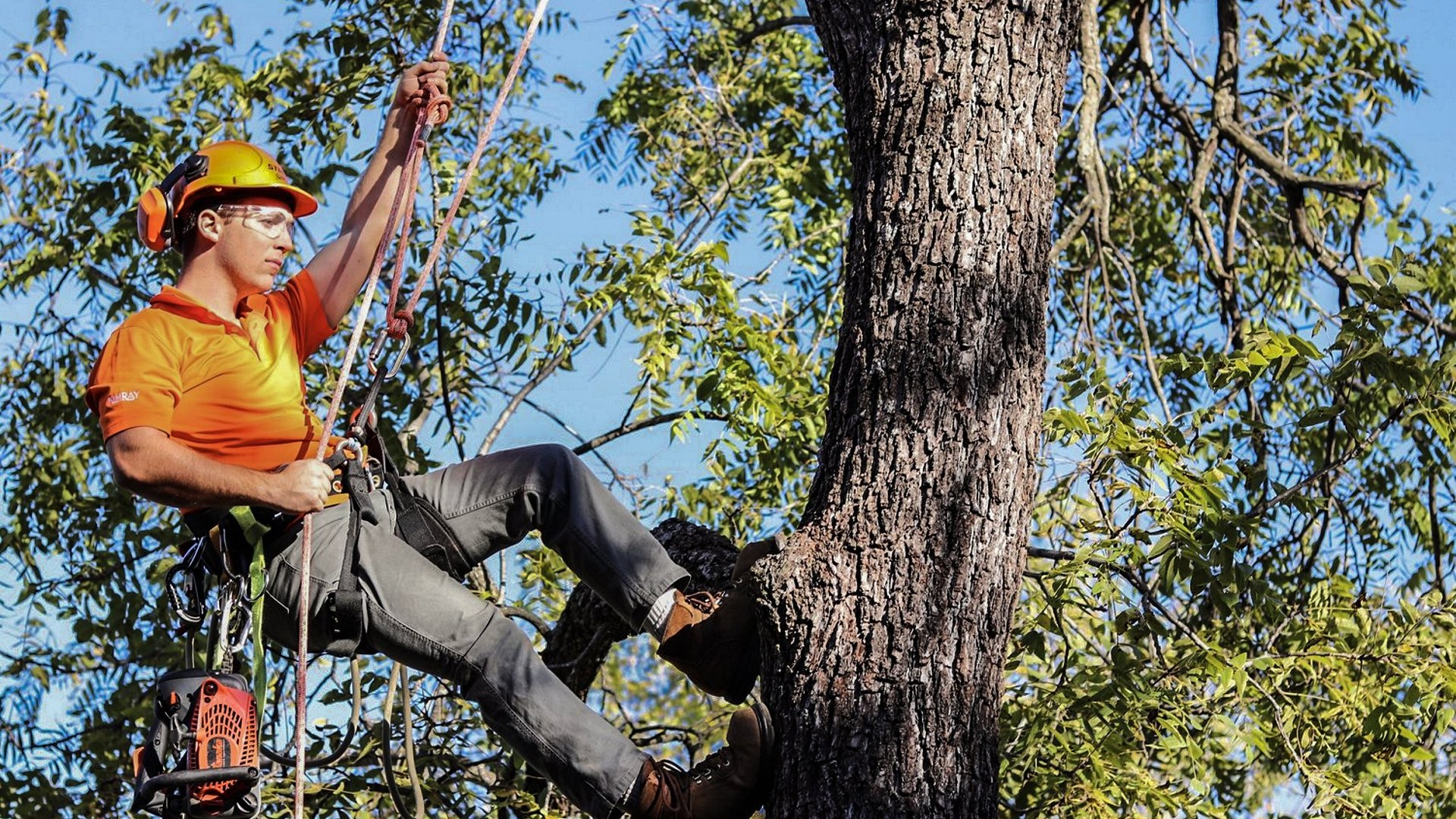 Tree Trimming & Removal | Mandujano's Construction - San Antonio, Texas