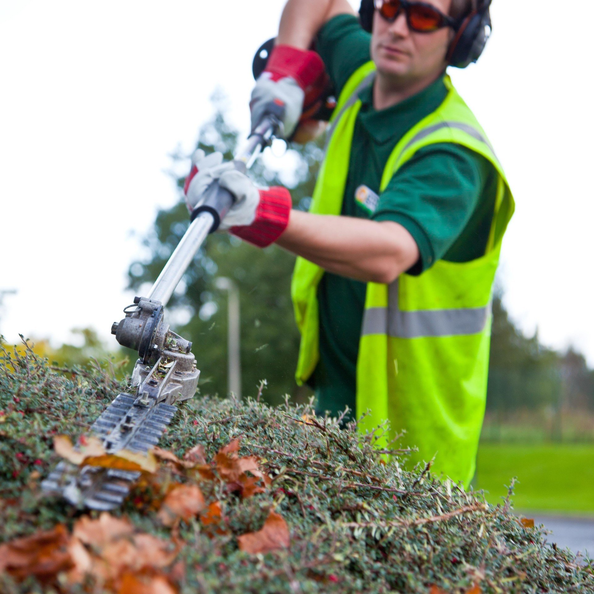 The Benefits of Hedge Trimming Services