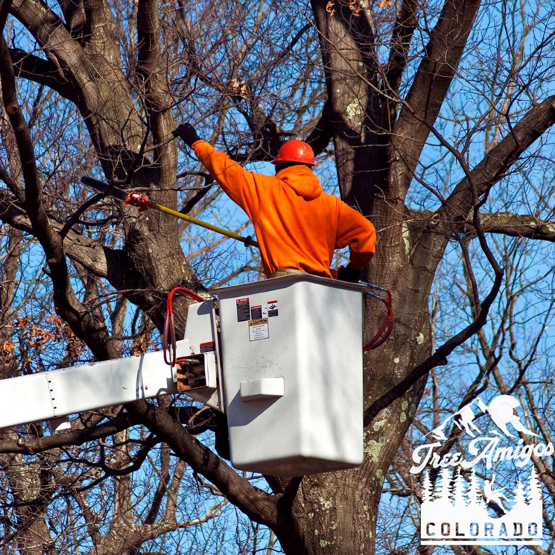 Shrub Pruning | Littleton, CO | Tree Amigos Colorado