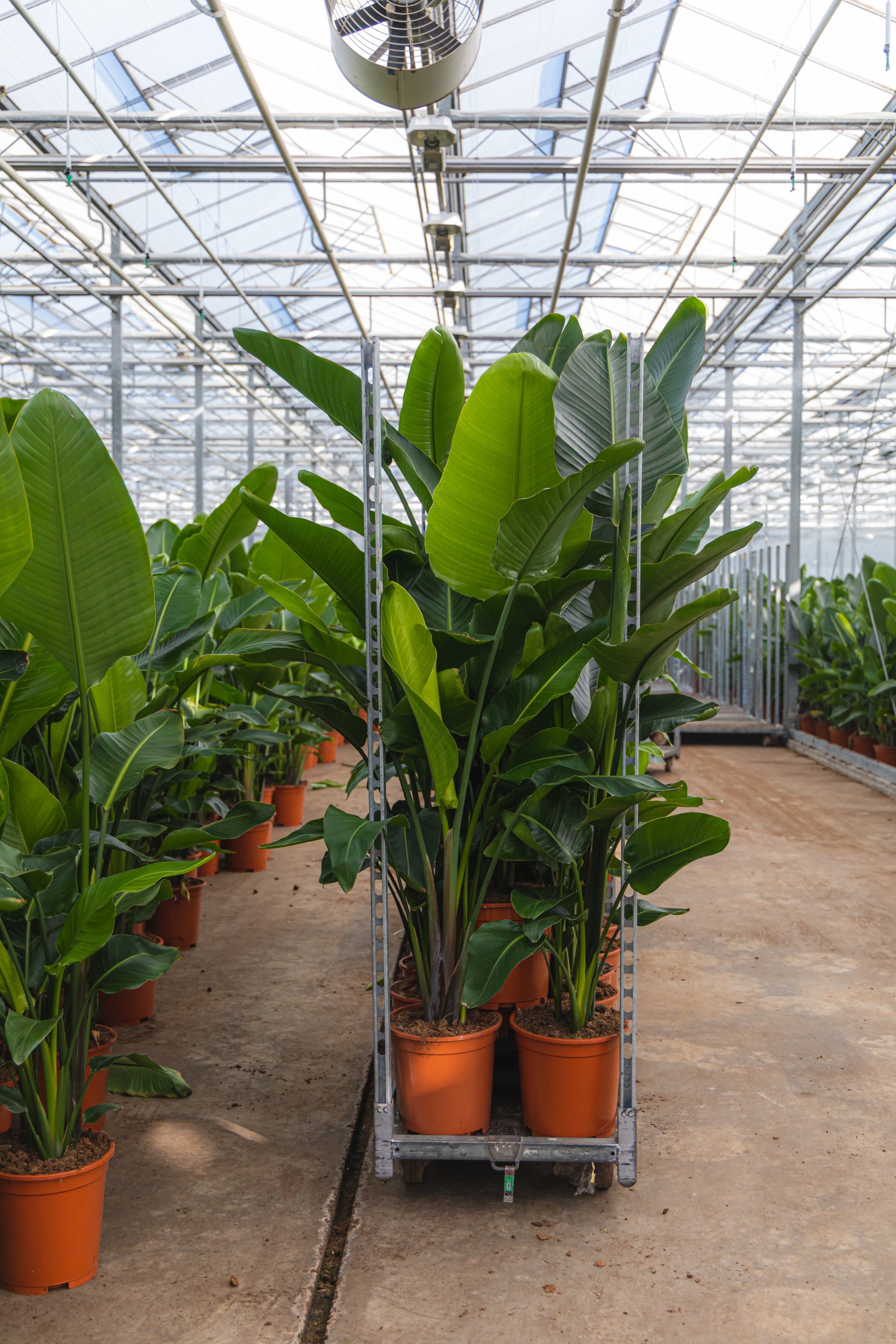 JBB packaging - verpakkingen