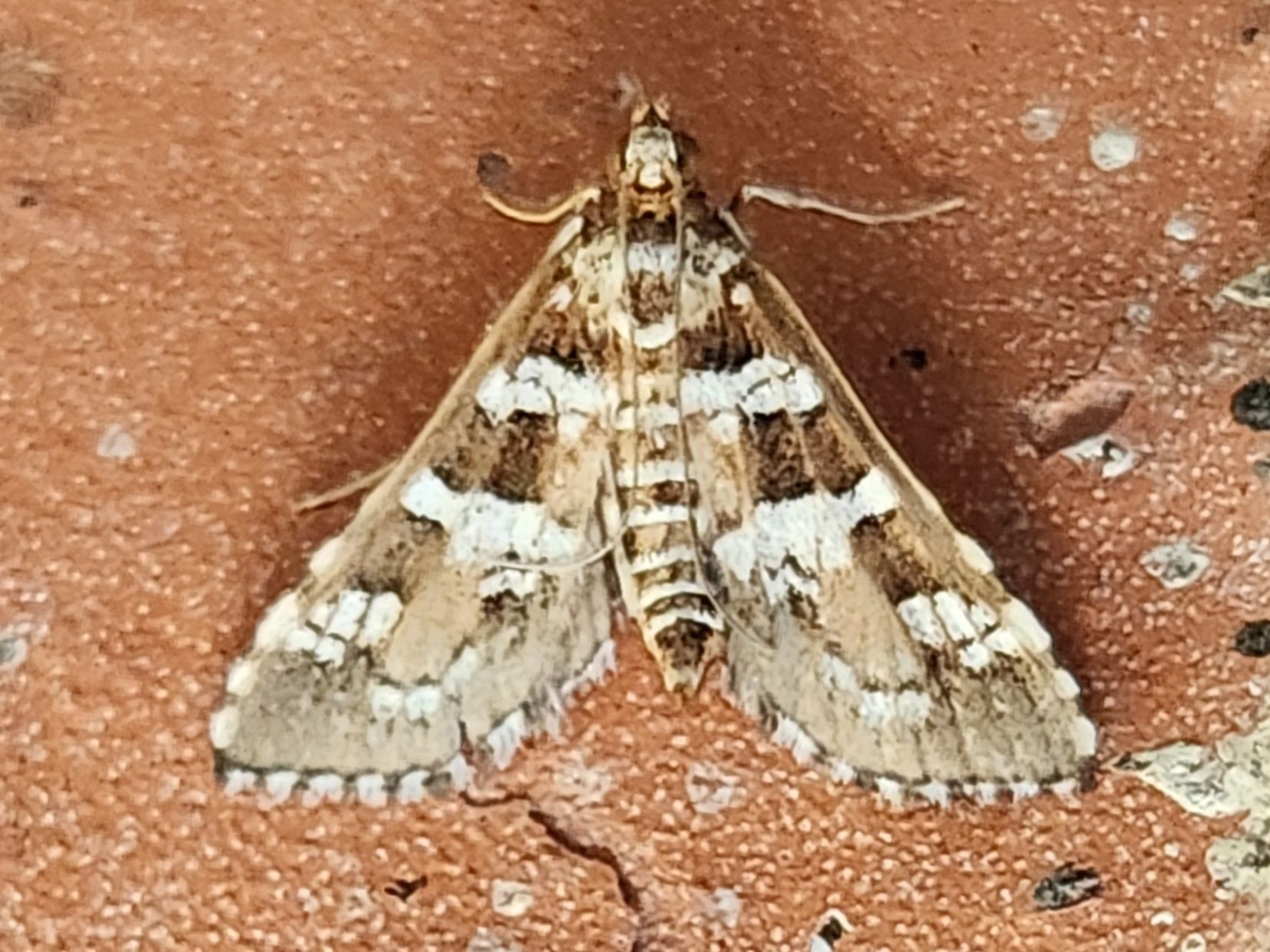 Moth Species | Birders on the Road | Alamo, TX