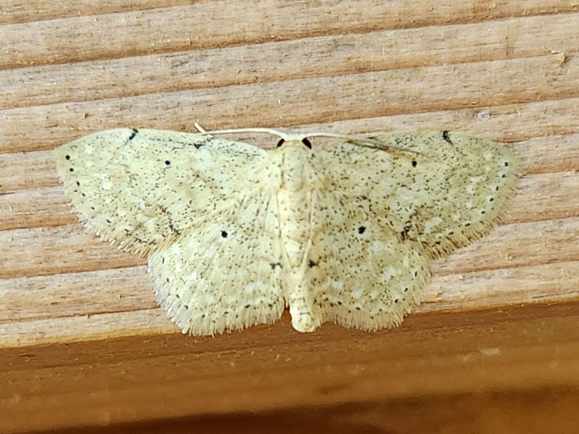 Moth Species | Birders on the Road | Alamo, TX