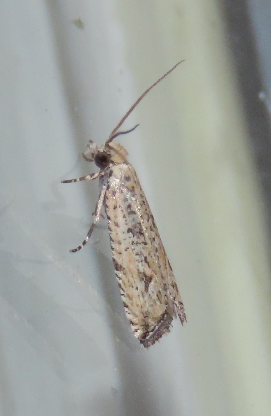 Moths | Birders on the Road | Alamo, TX