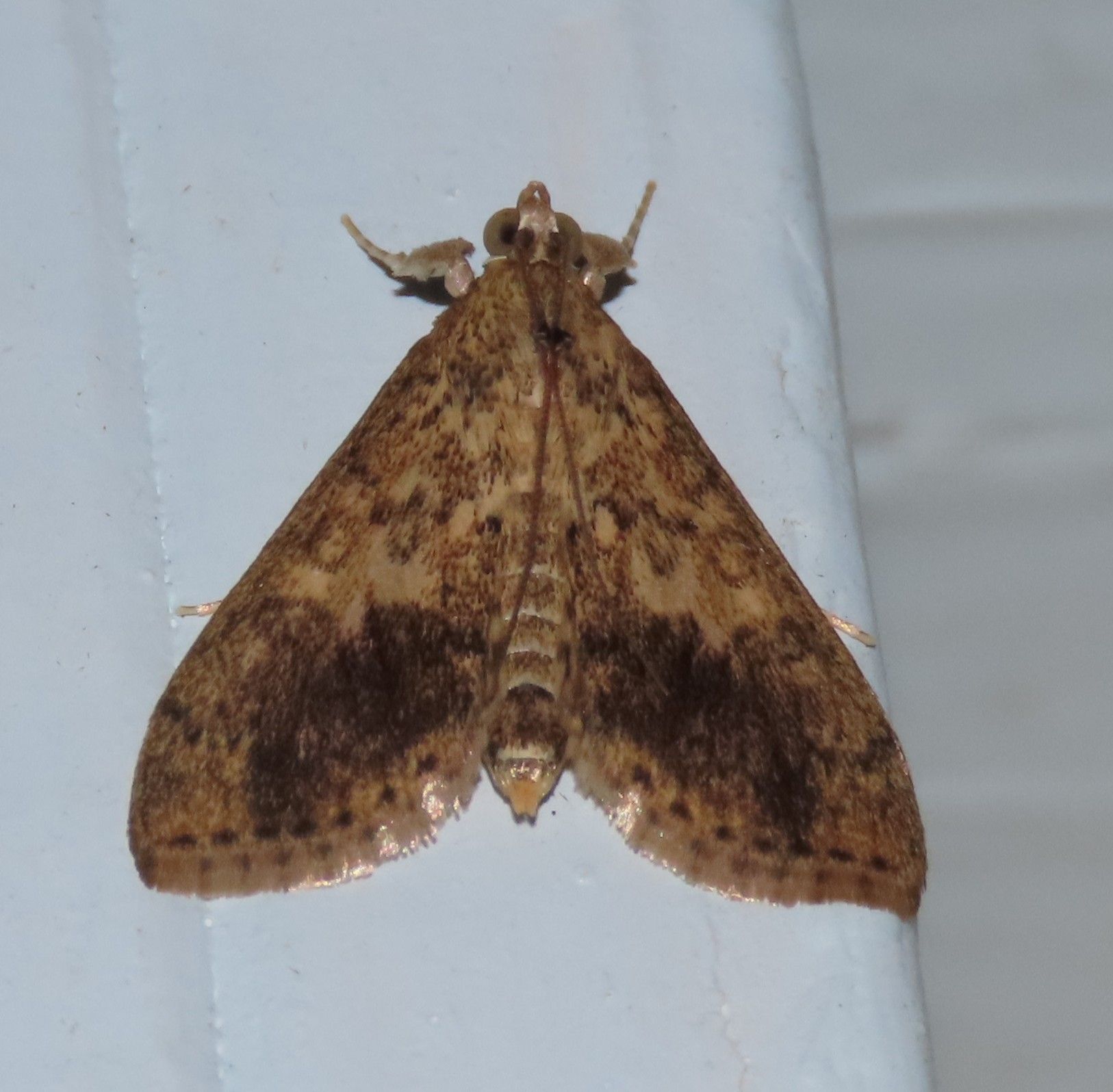 Crambid Moths | Birders on the Road | Alamo, TX