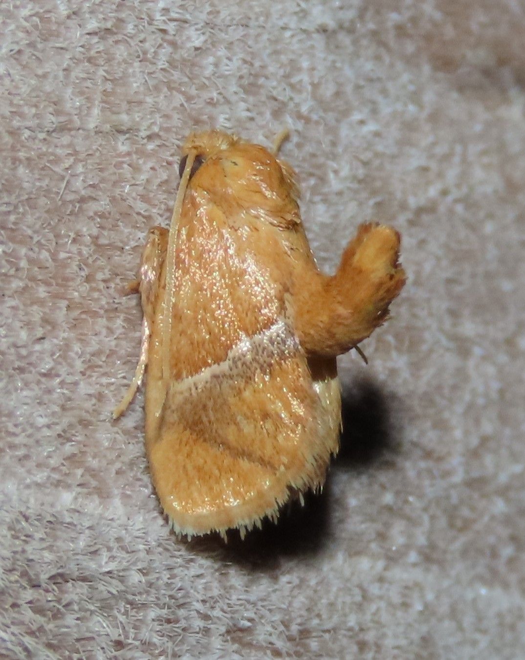 Moths | Birders on the Road | Alamo, TX