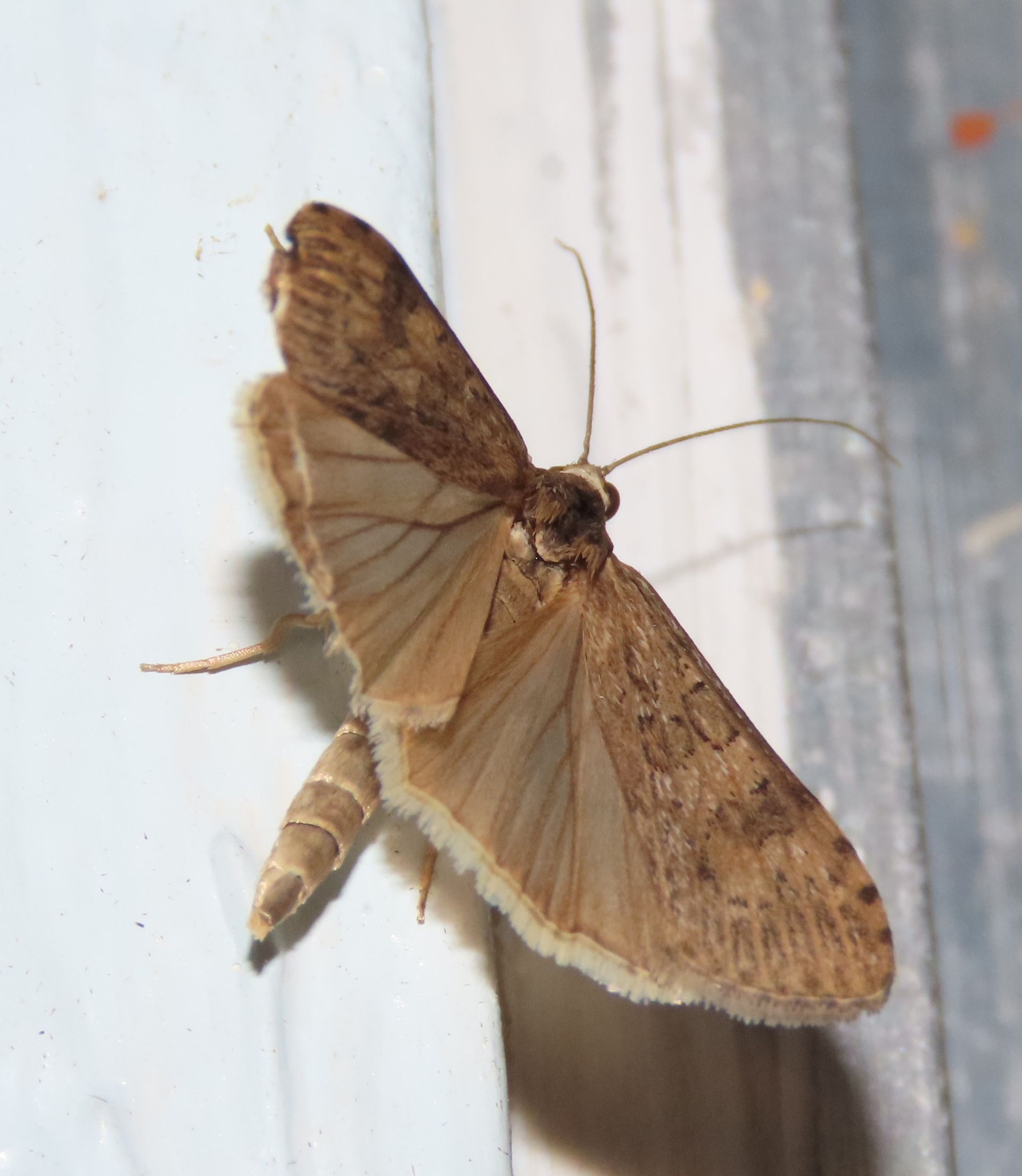 Common Crambid Moths | Birders on the Road | Alamo, TX