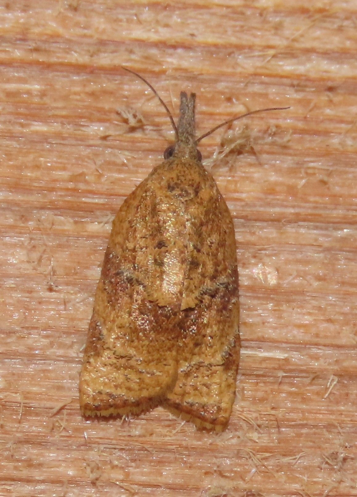 Moths | Birders on the Road | Alamo, TX