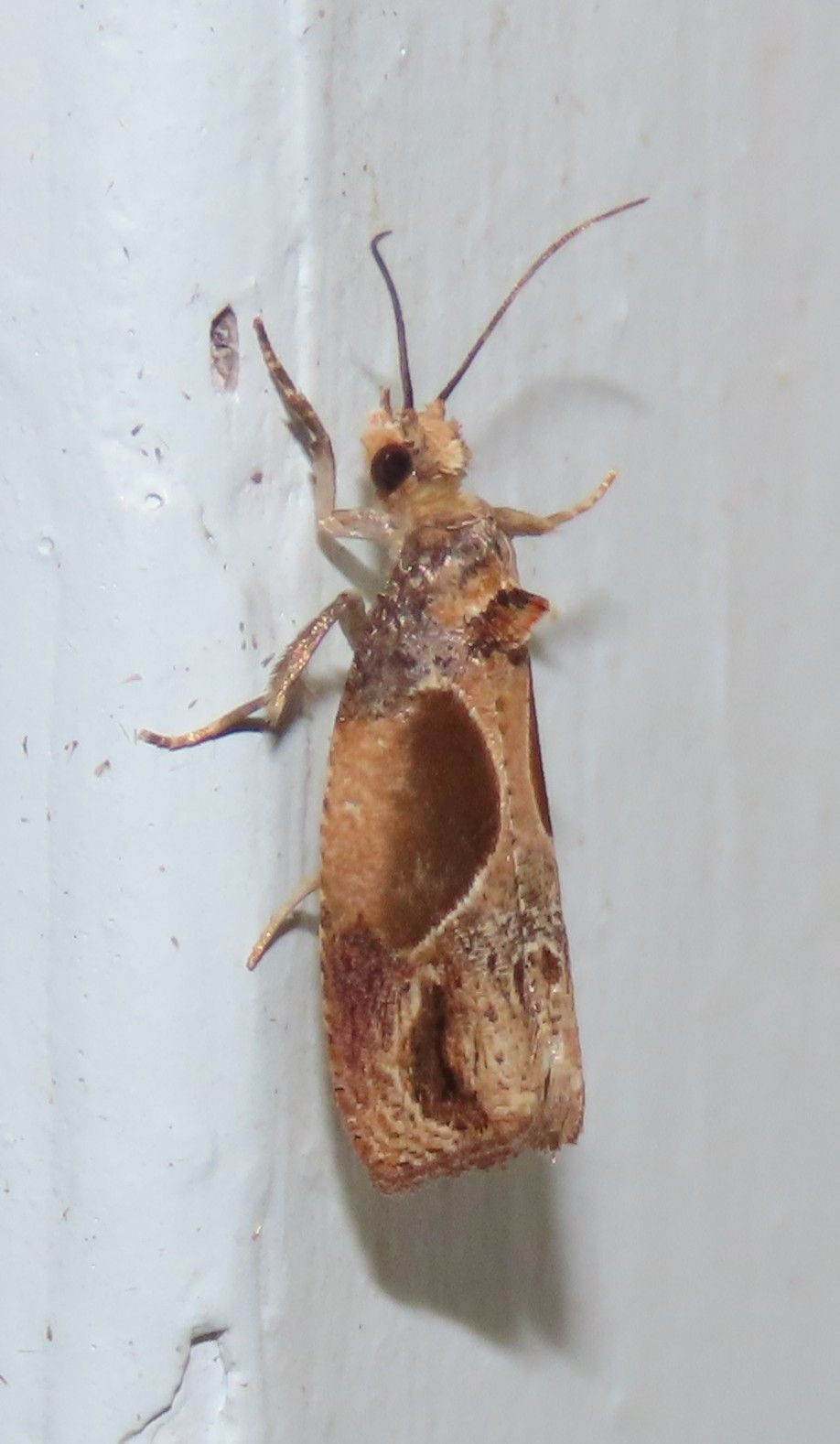 Moths | Birders on the Road | Alamo, TX