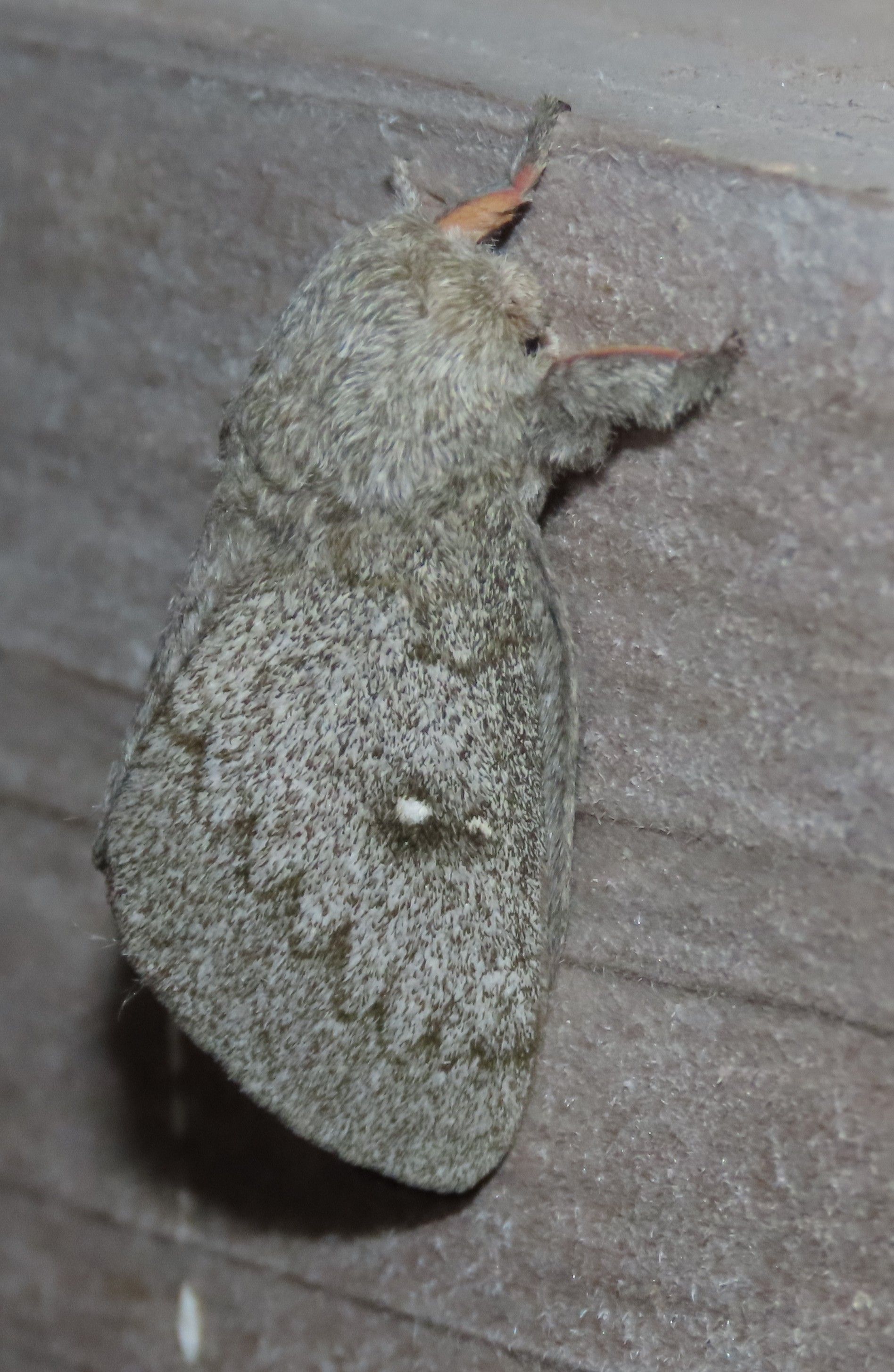 Less | Birders on the Road | Alamo, TX