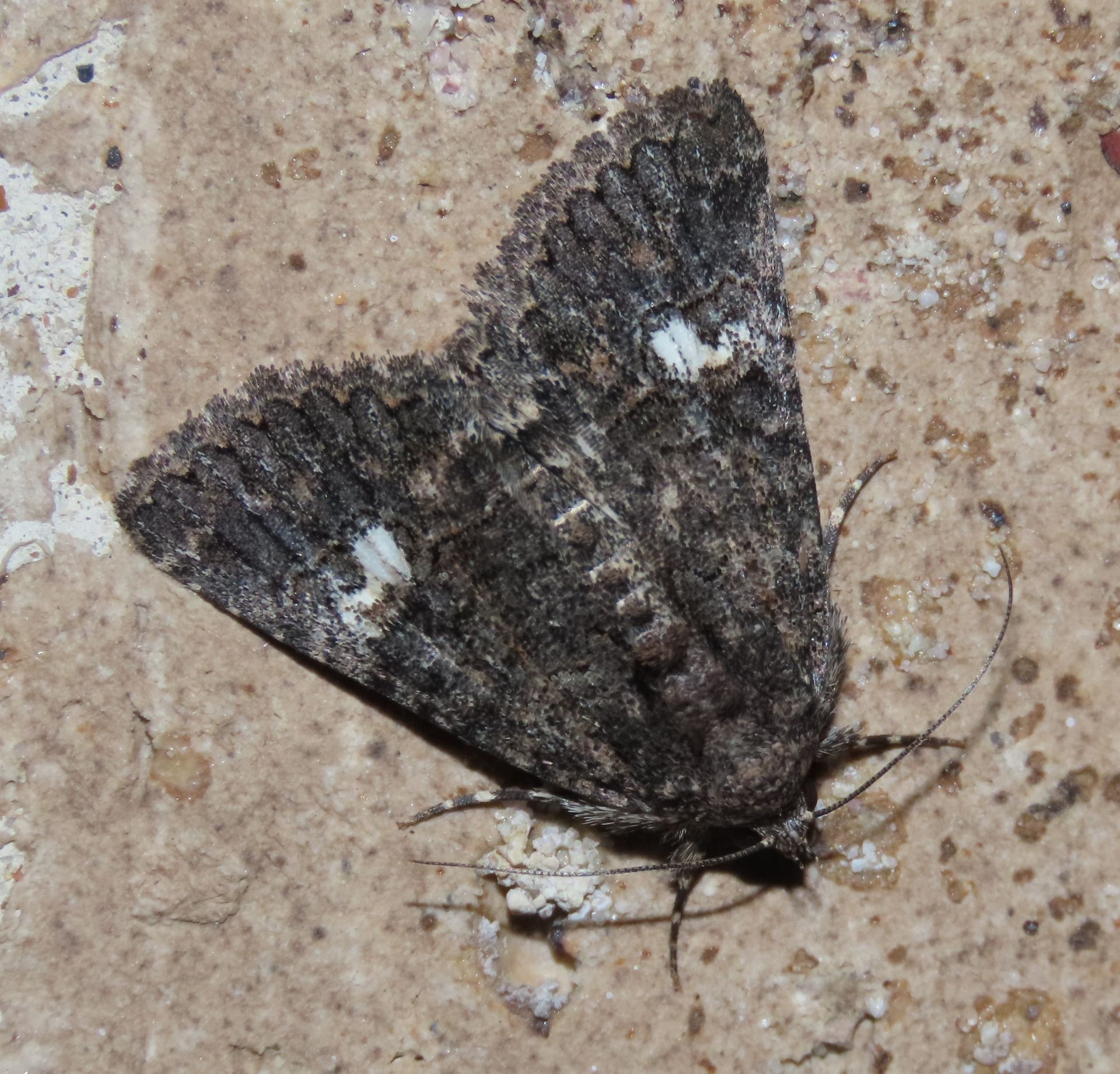 Less Common Moths | Birders on the Road | Alamo, TX