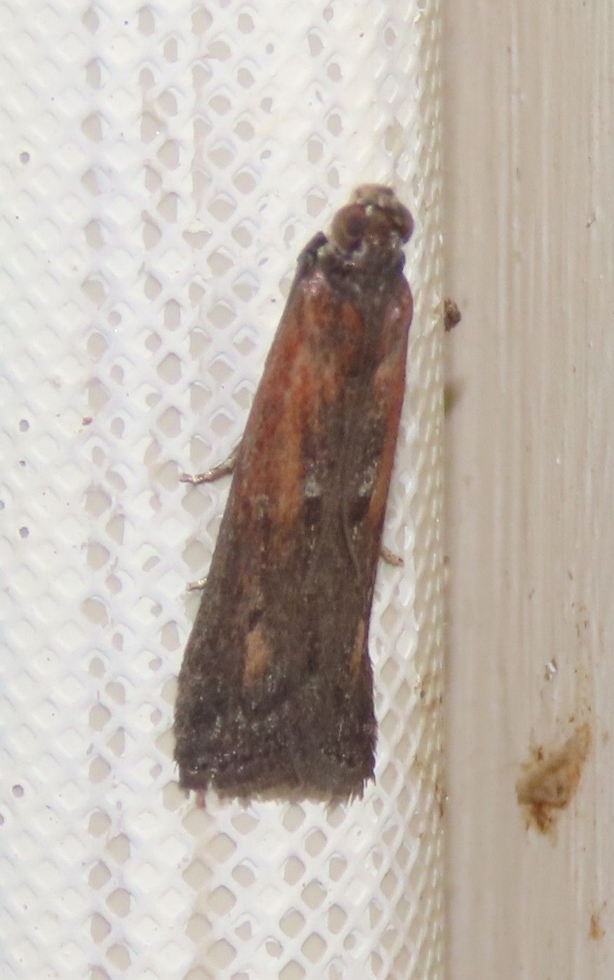 Tortrids, Pyralids & Sphinxes | Birders on the Road