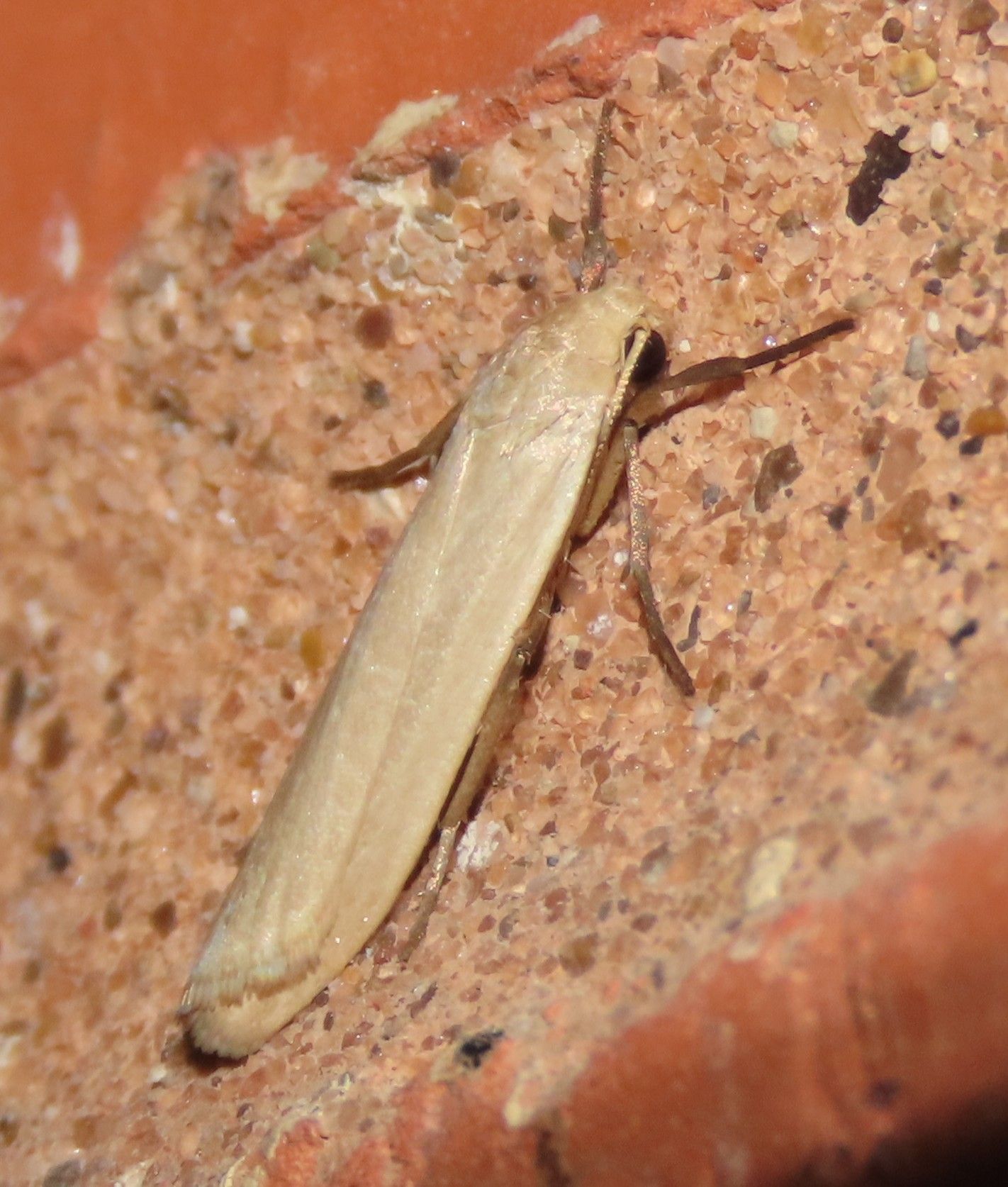 Less Common Moths | Birders on the Road | Alamo, TX