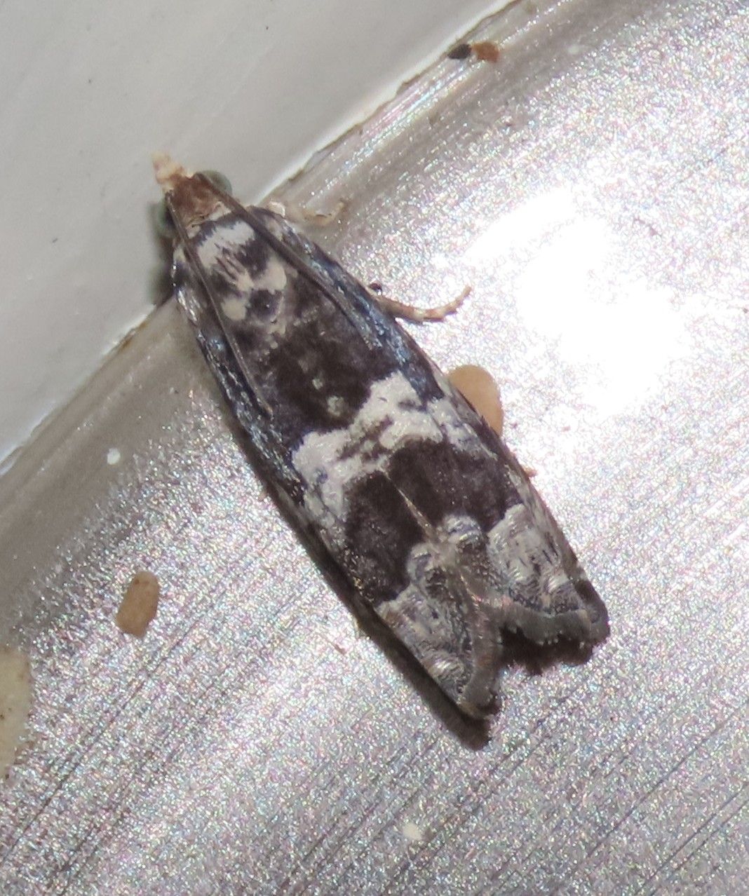 Tortrids, Pyralids & Sphinxes | Birders on the Road