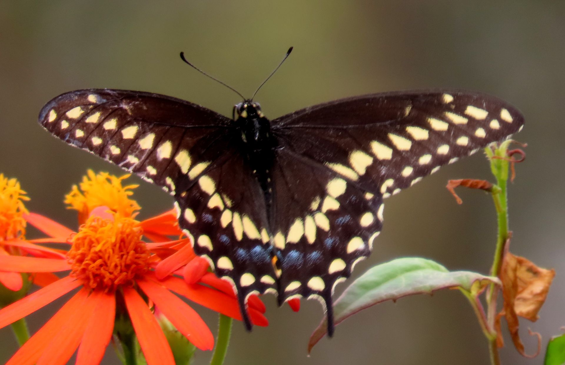 Butterflies | Birders on the Road | Alamo, TX