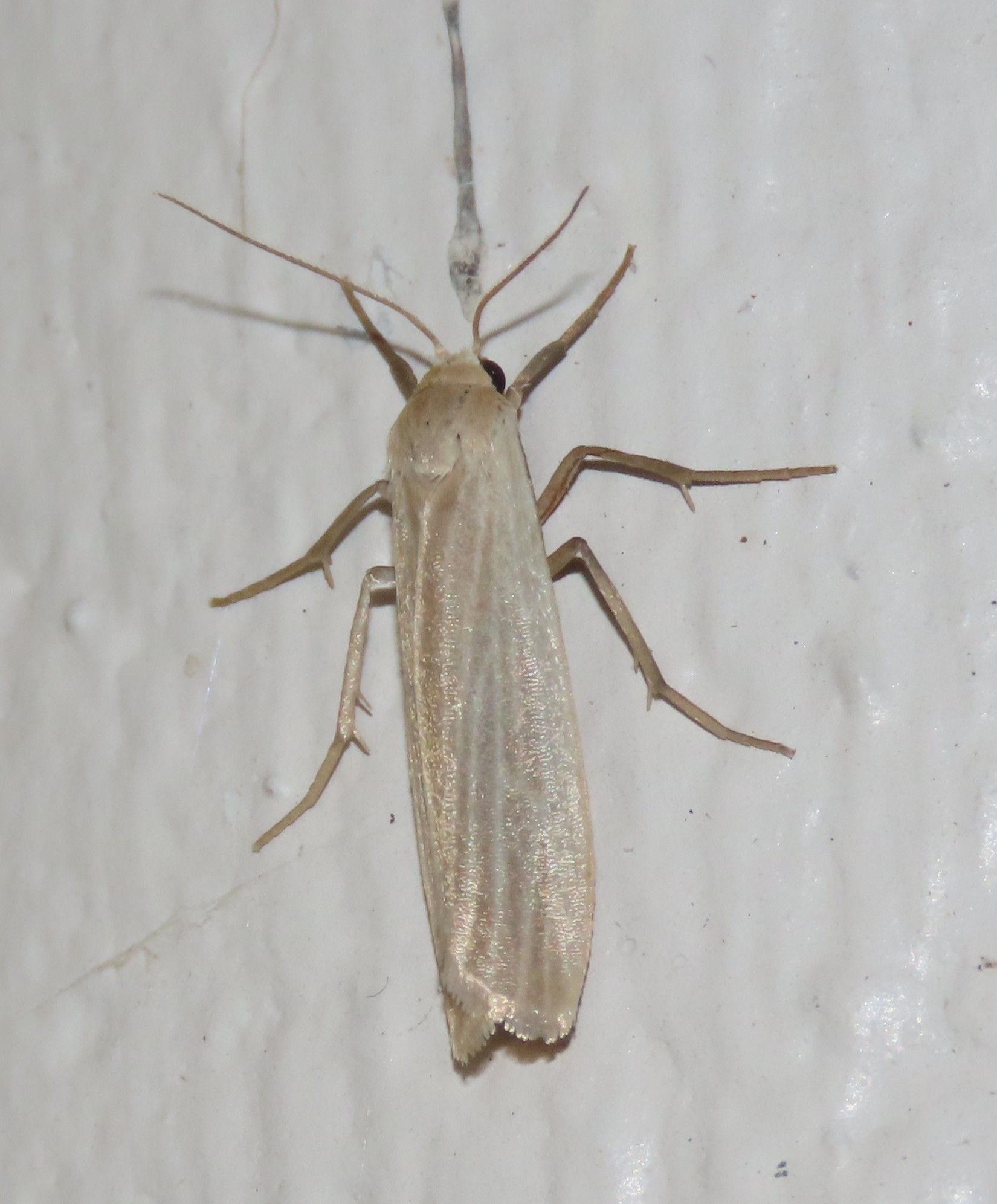 Less Common Moths | Birders on the Road | Alamo, TX