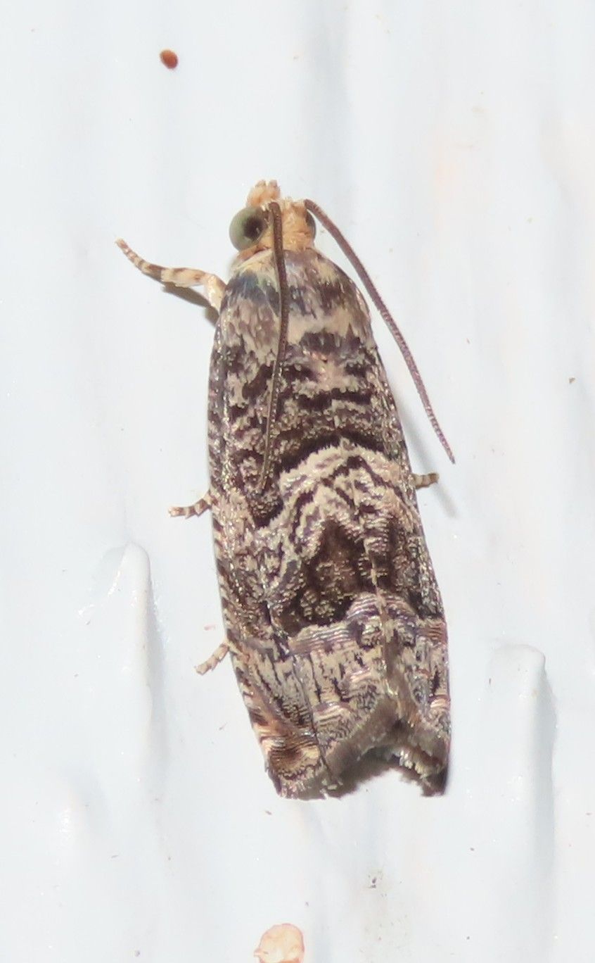 Tortrids, Pyralids & Sphinxes | Birders on the Road