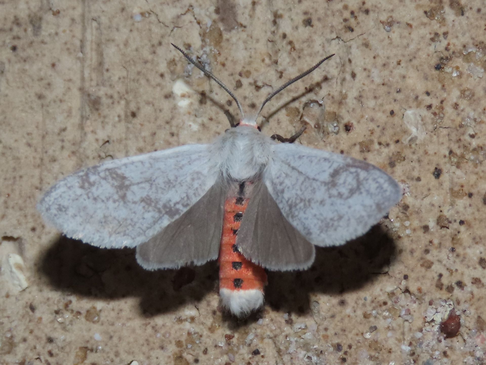 Less Common Moths | Birders on the Road | Alamo, TX