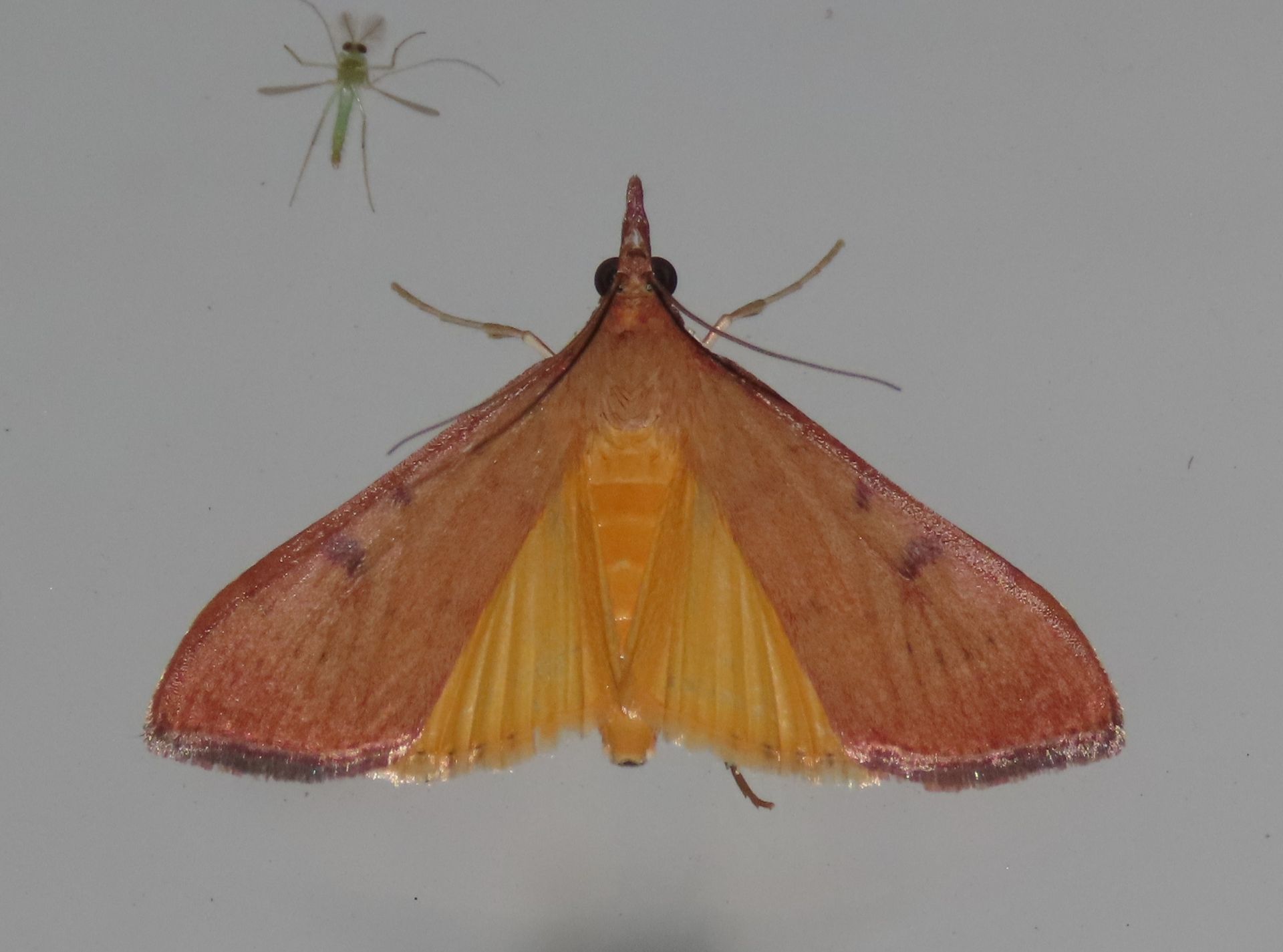 Common Crambid Moths | Birders on the Road | Alamo, TX