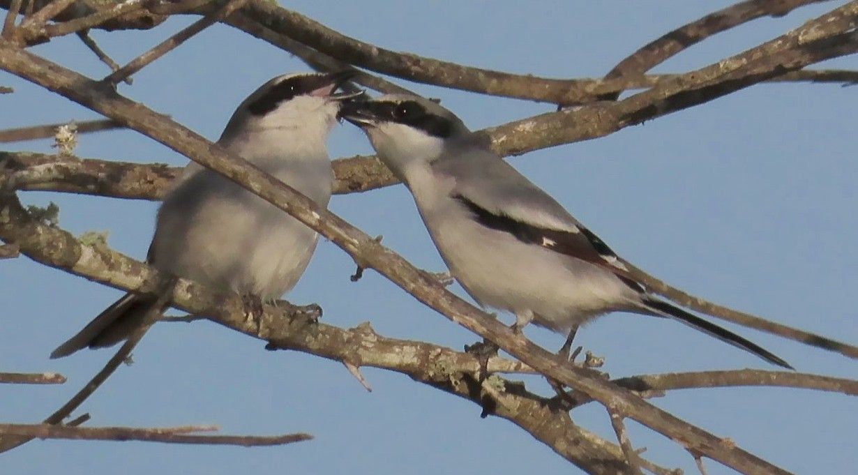 Birds | Birders on the Road | Alamo, TX