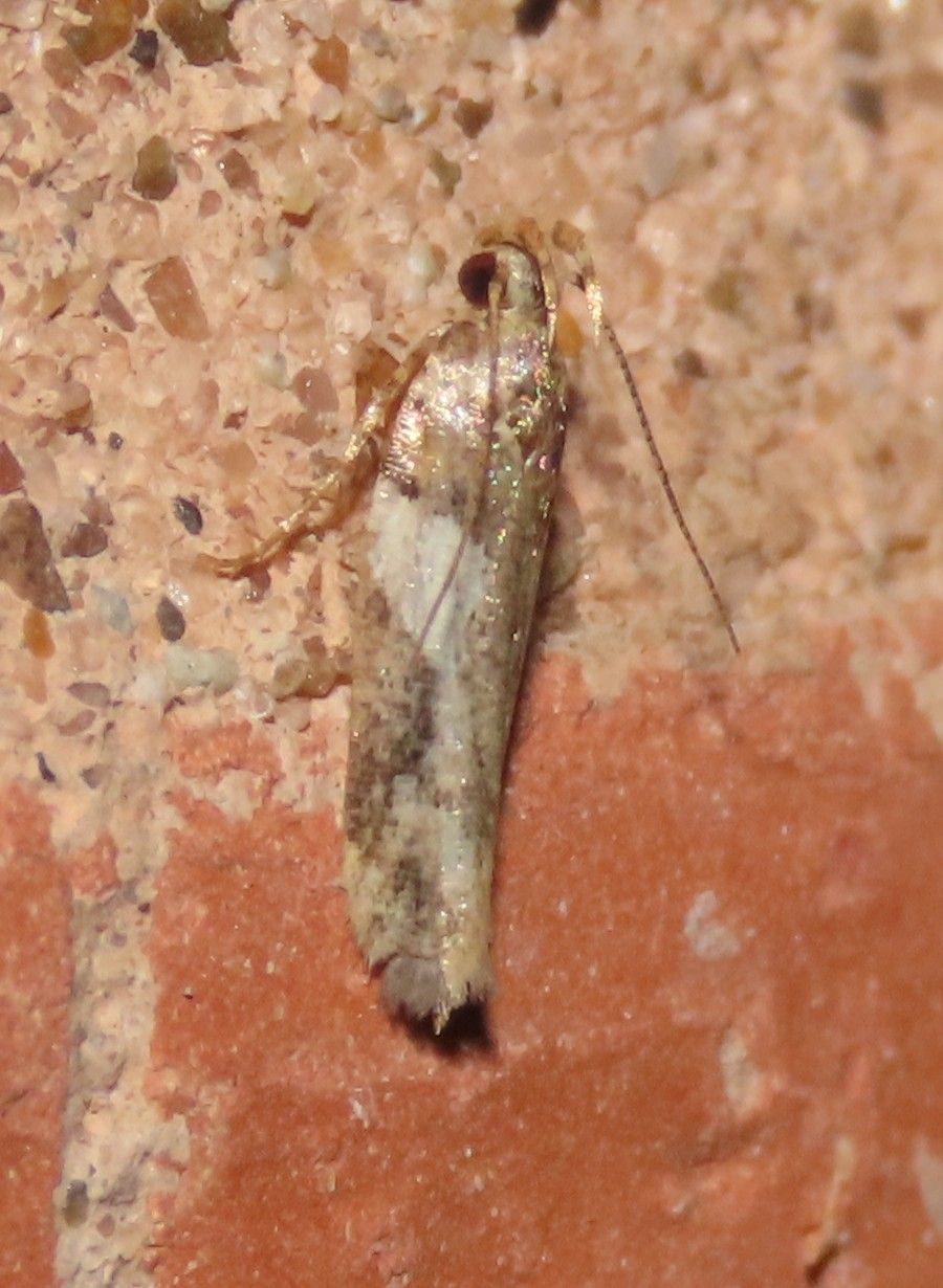 Common Micromoths | Birders on the Road | Alamo, TX