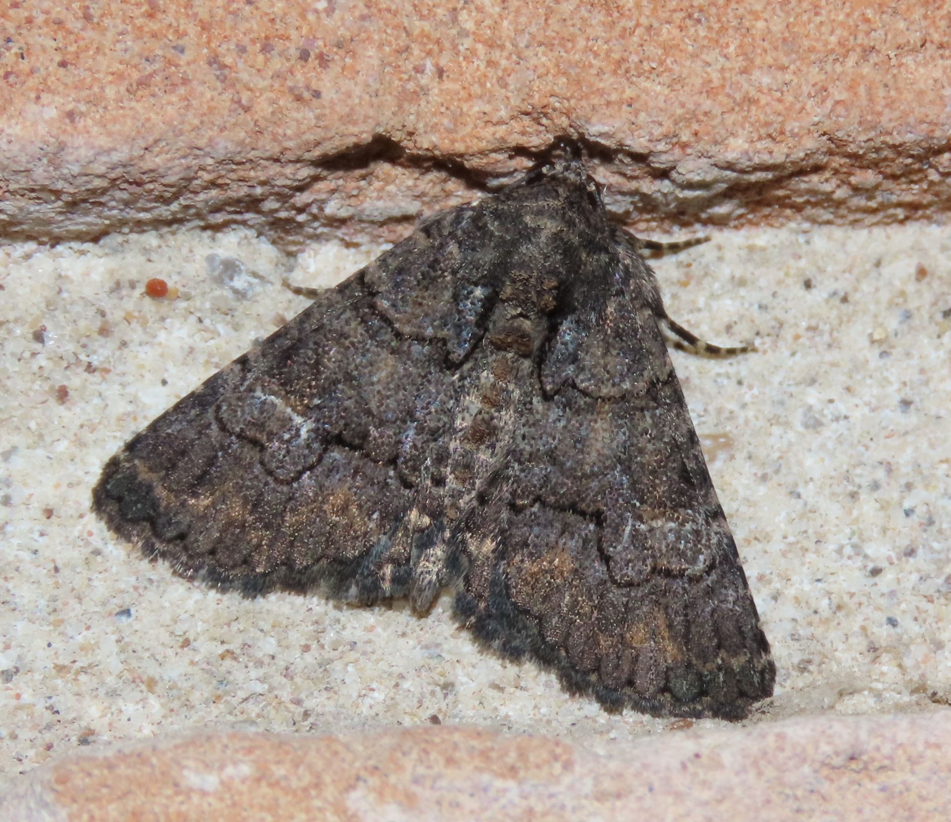 Less Common Moths | Birders on the Road | Alamo, TX