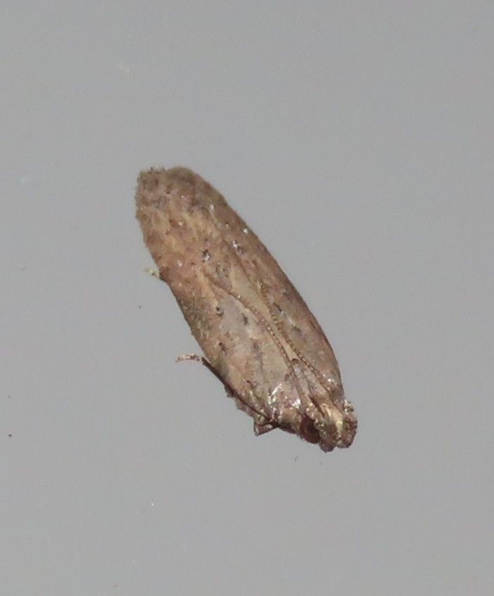 Micromoths| Birders on the Road | Alamo, TX